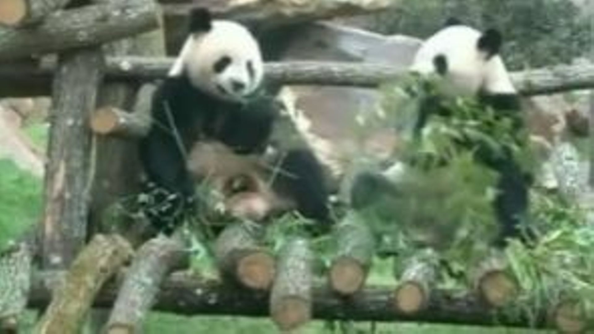 Le dernier panda du zoo de Berlin est mort - RTBF Actus