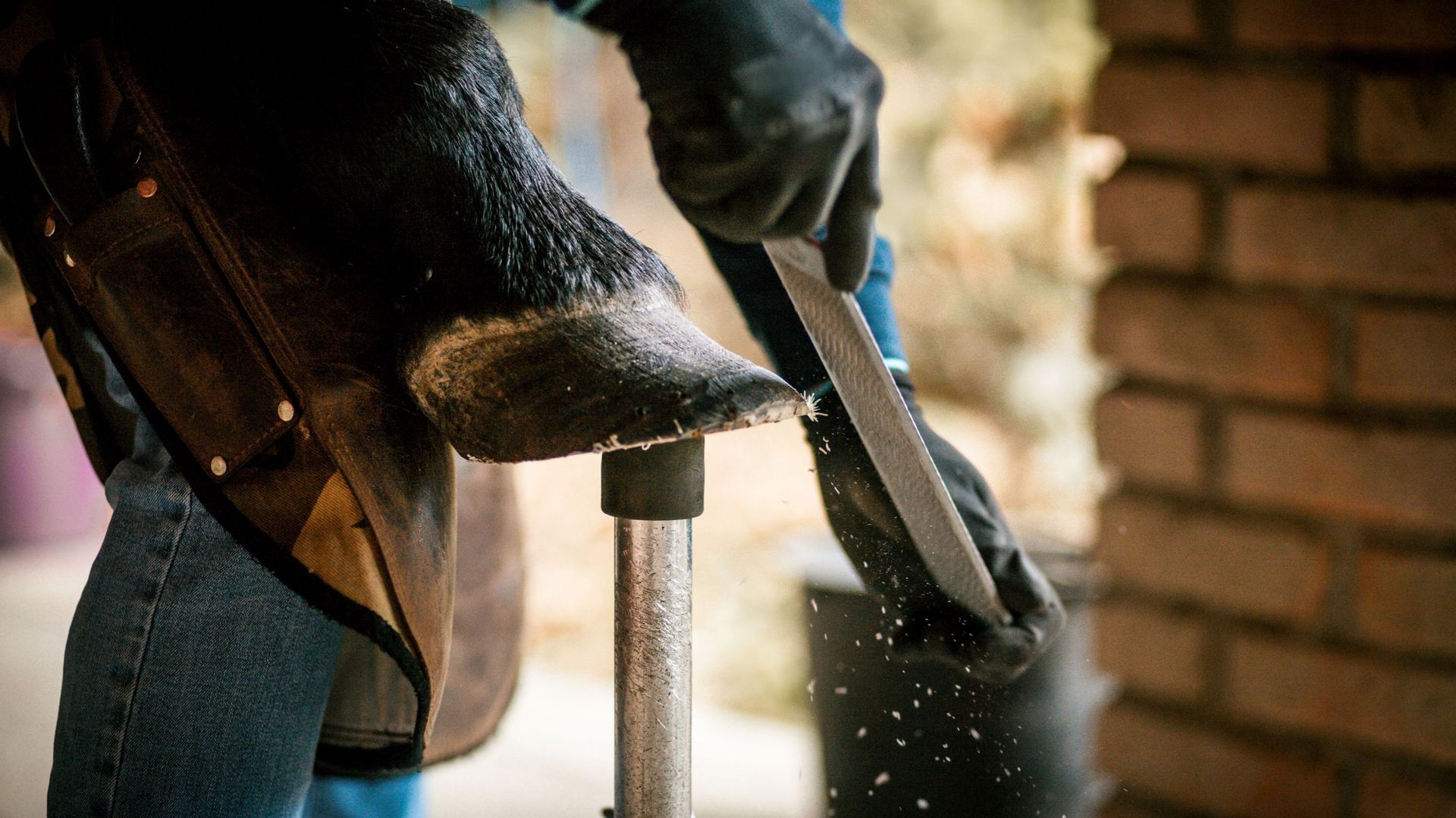 Un métier qui a fière allure : maréchal-ferrant - RTBF Actus