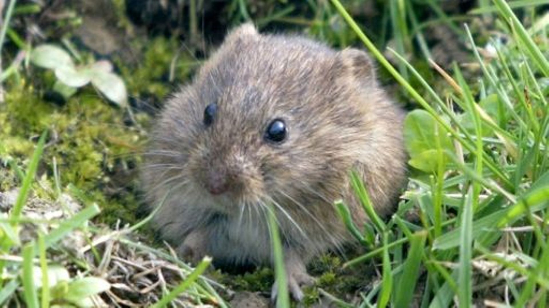 Les campagnols des prairies sont de petits rongeurs capables d'empathie ...