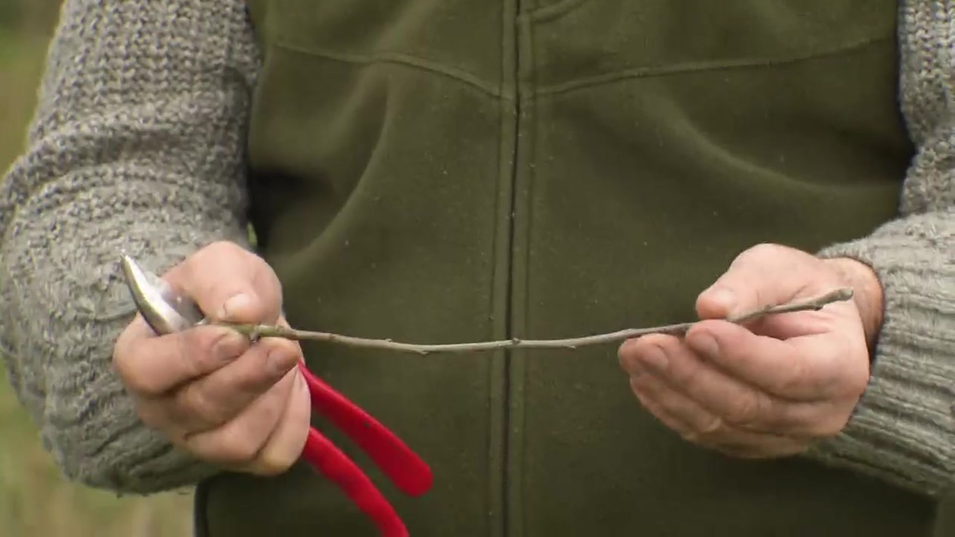 Comment greffer un arbre fruitier avec succès ? - RTBF Actus