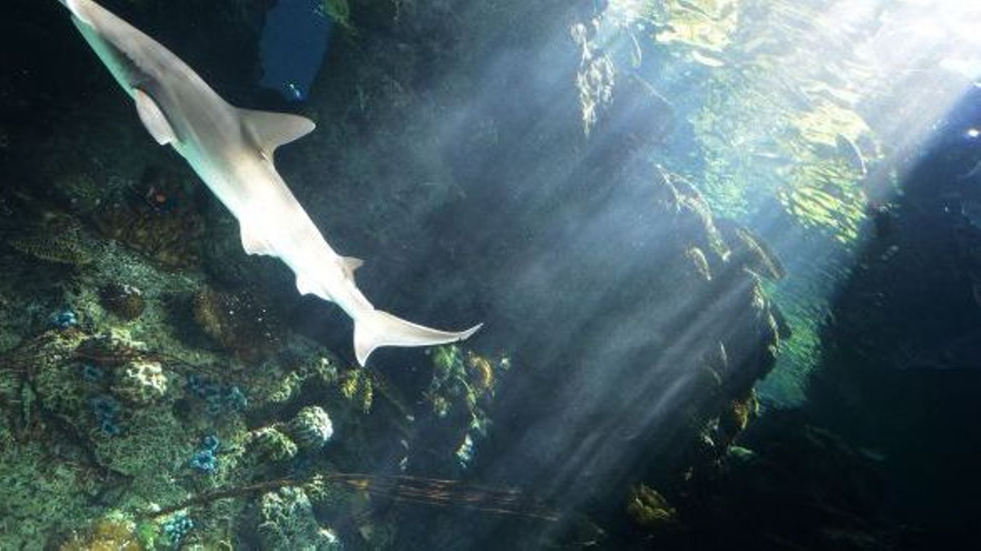 Nouvelle-Calédonie: un groupe de requins s'est approché des côtes ...