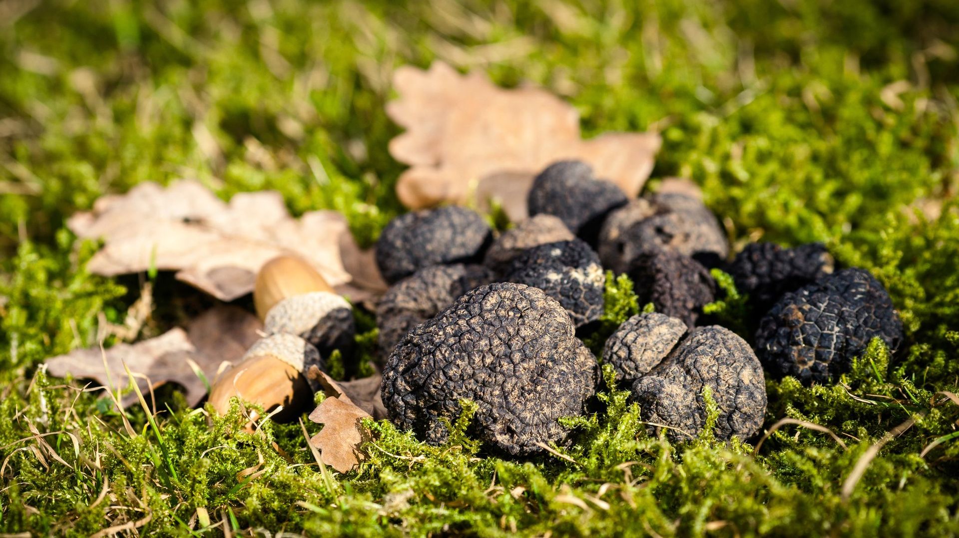 Comment choisir et cuisiner la truffe ? - RTBF Actus