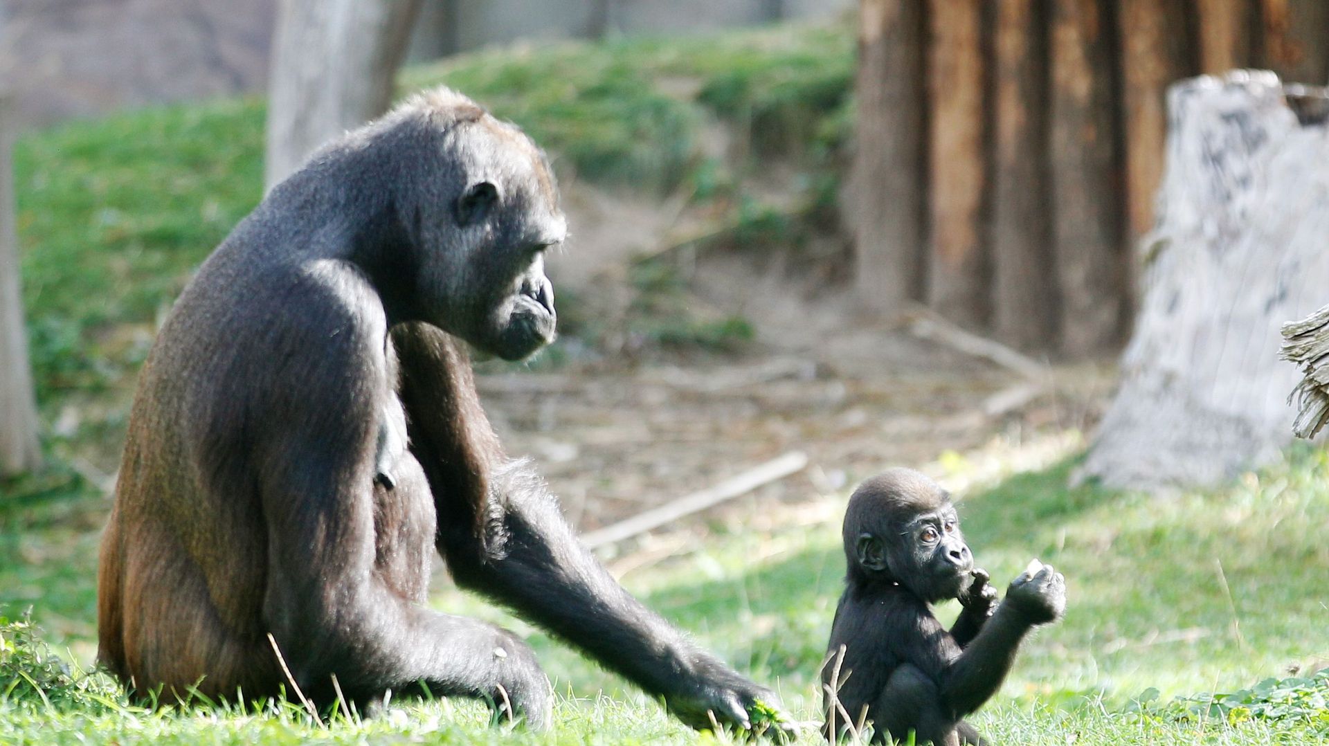 Les instincts maternels étonnants du monde animal - RTBF Actus