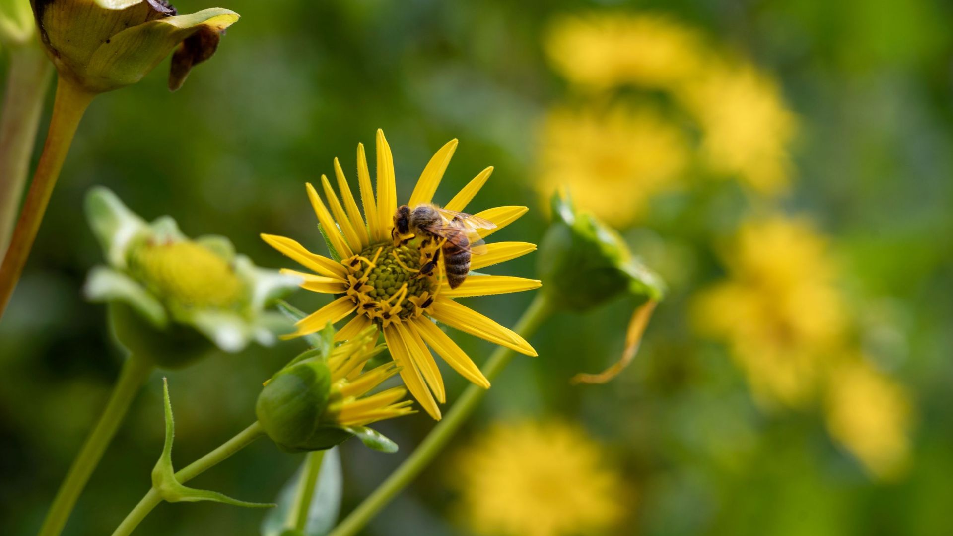 Le renouveau de la silphie, plante écologique et résistante à la ...