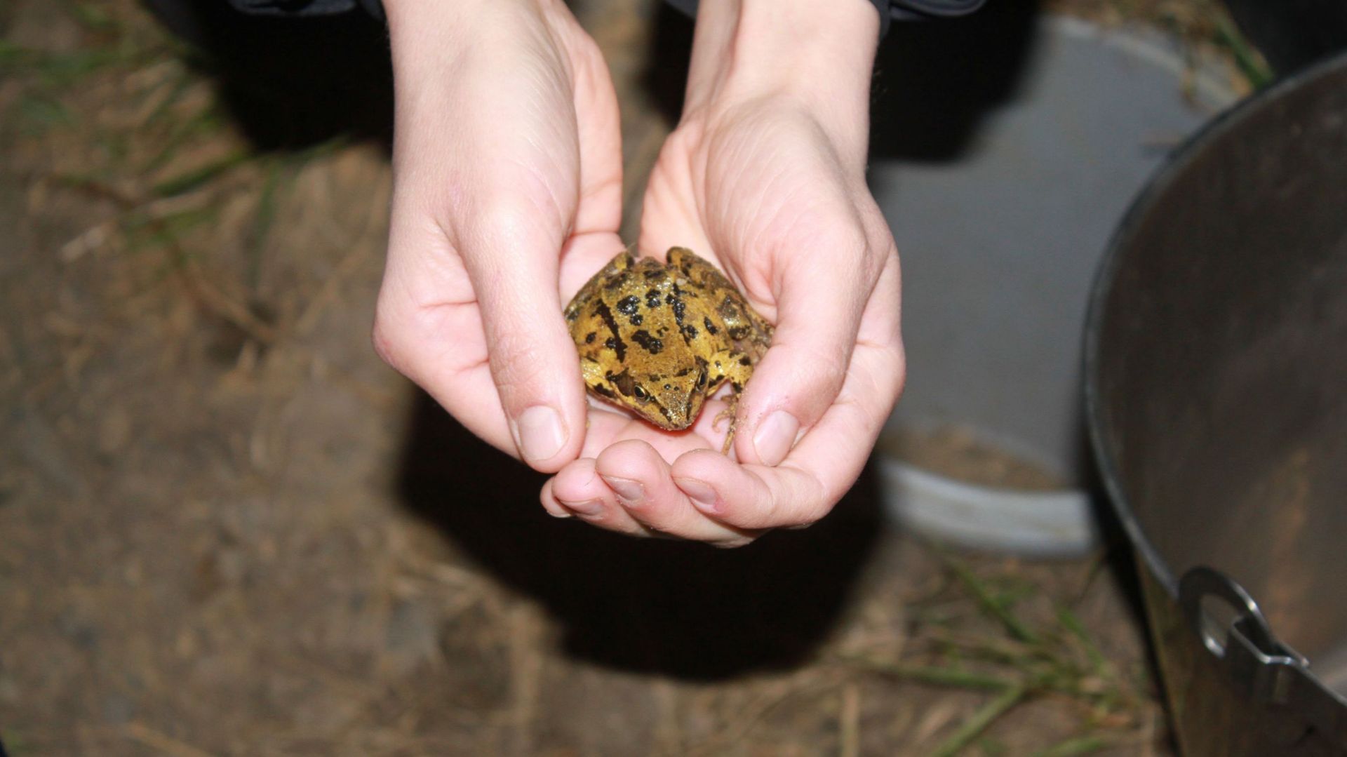 La migration des batraciens a débuté ! Soyez vigilants ! - rtbf.be