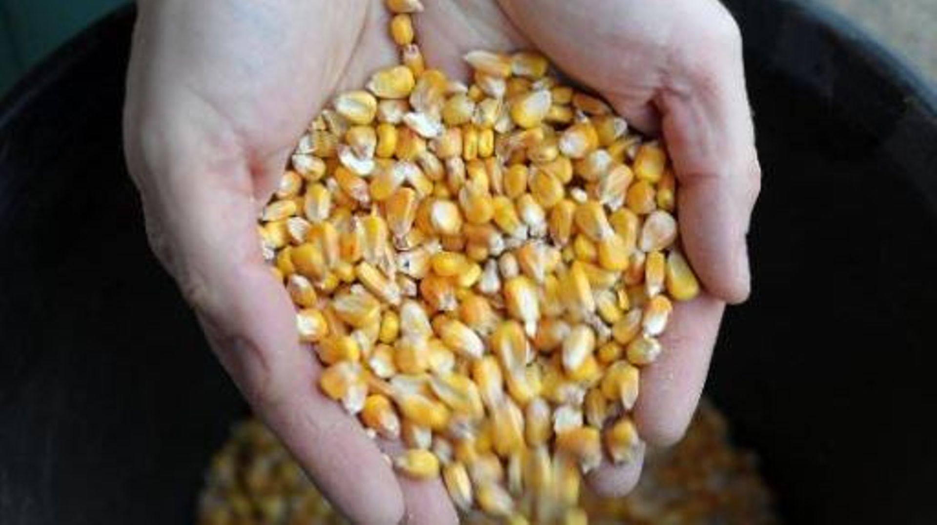 Un nouveau maïs transgénique bientôt autorisé à la culture en Europe ...