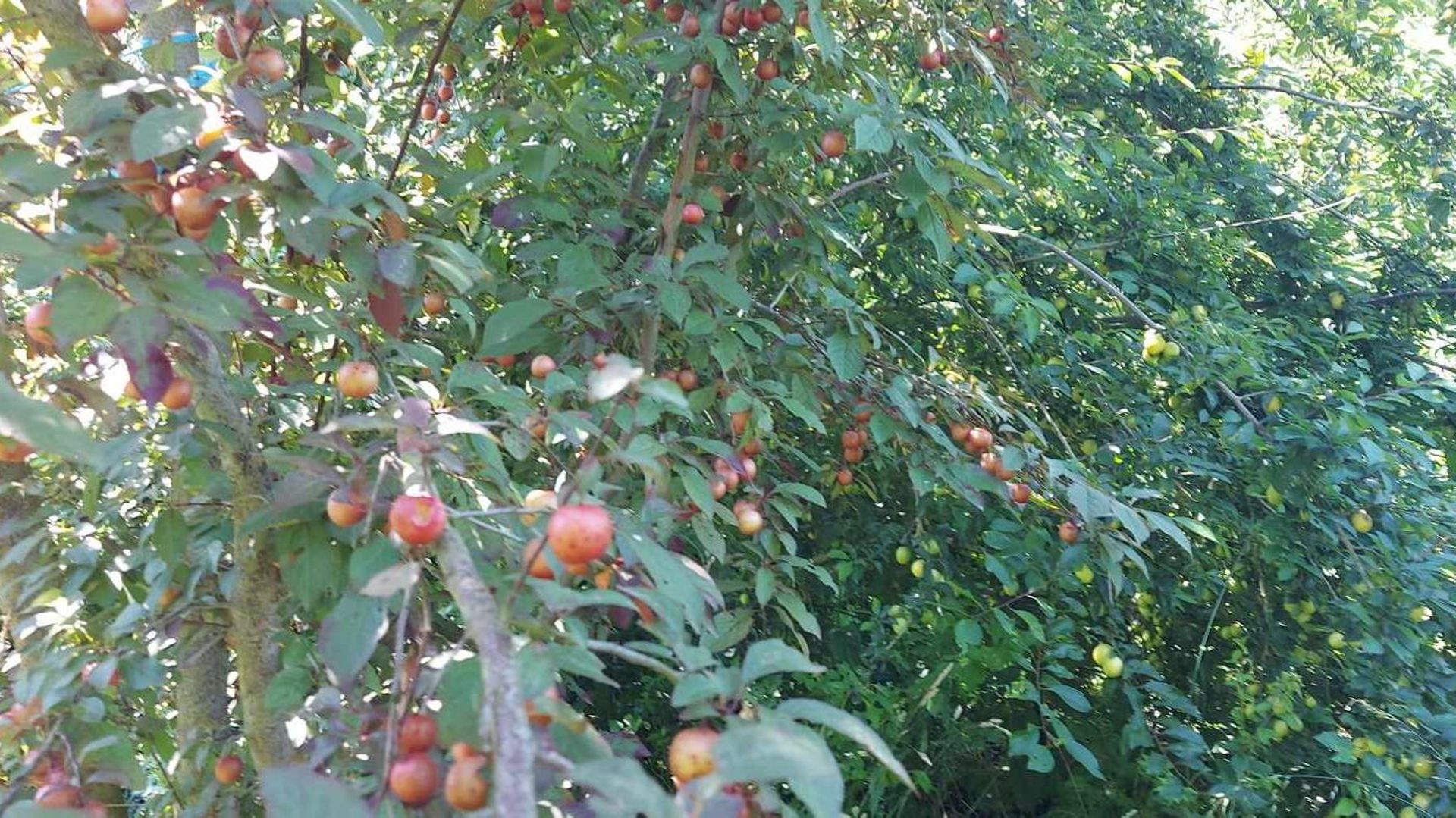 Le jardin-forêt ? Pour croquer la nature à pleines dents - RTBF Actus