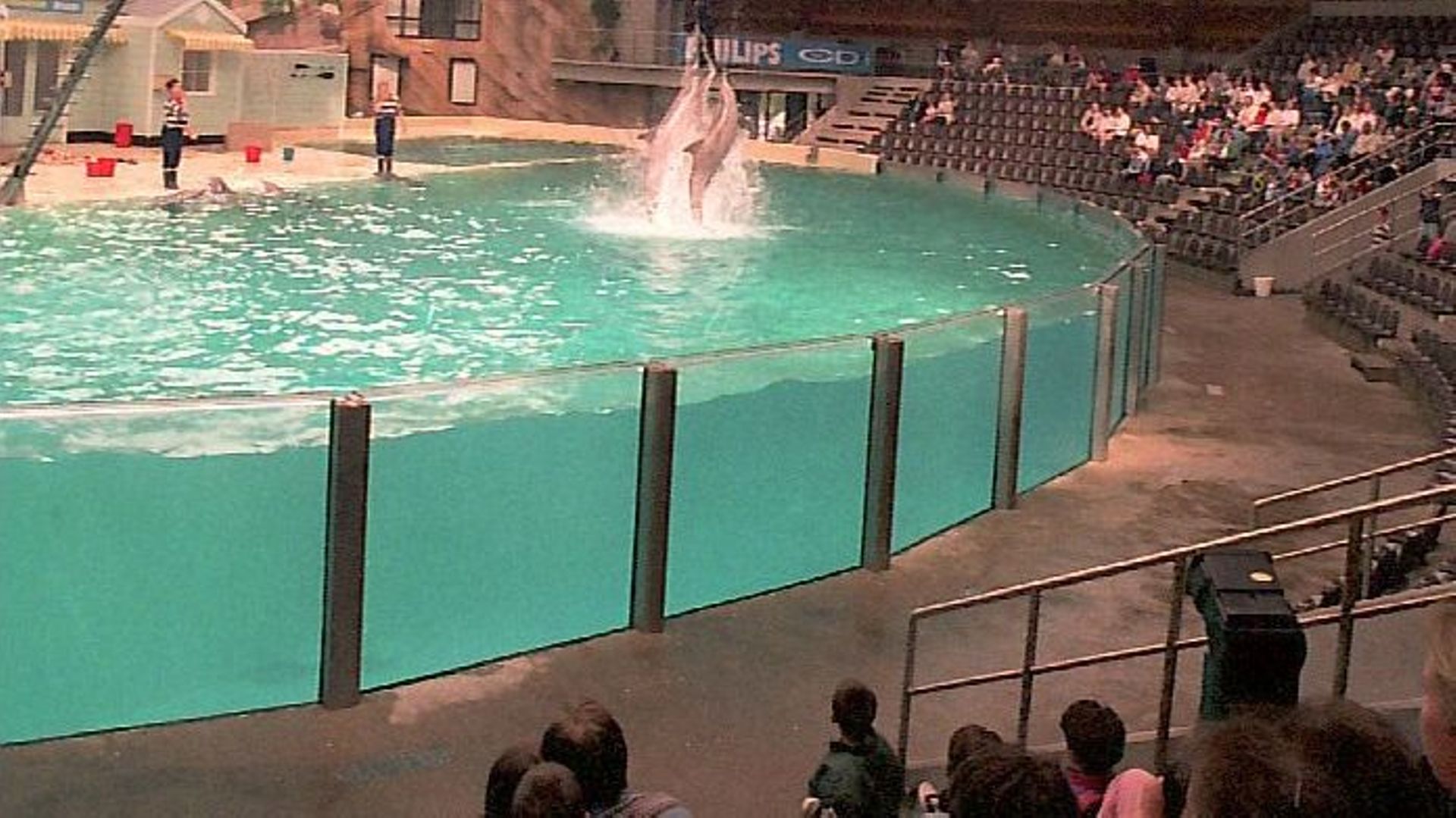 Quatre blessés pendant un spectacle de dauphins au Boudewijnpark - RTBF ...