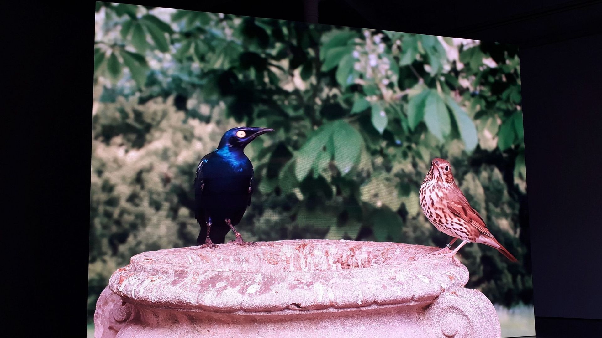 Birdsong, l'exposition de David Claerbout à découvrir à la galerie ...