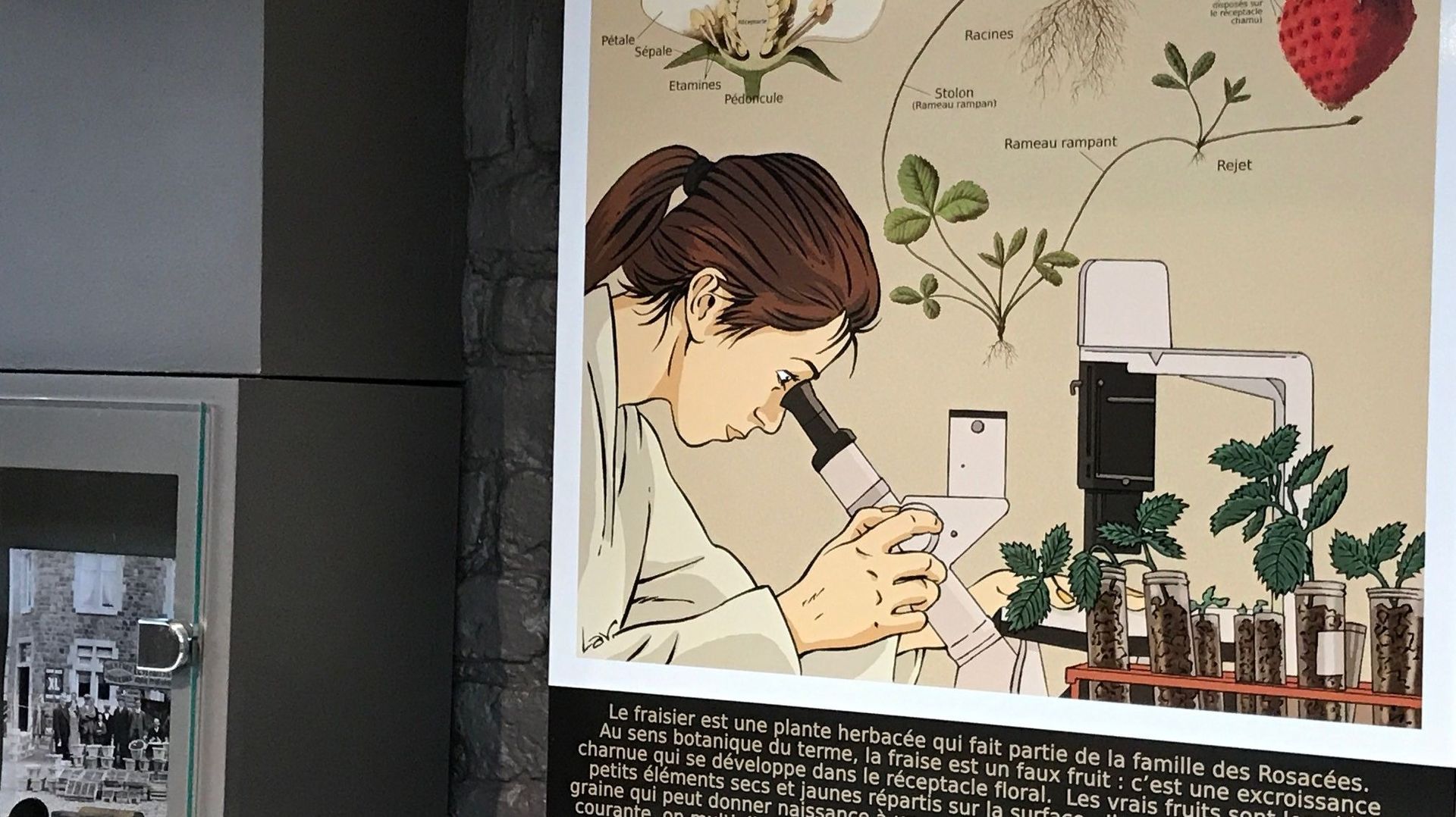 Le musée de la fraise de Wépion a fait peau neuve - RTBF Actus