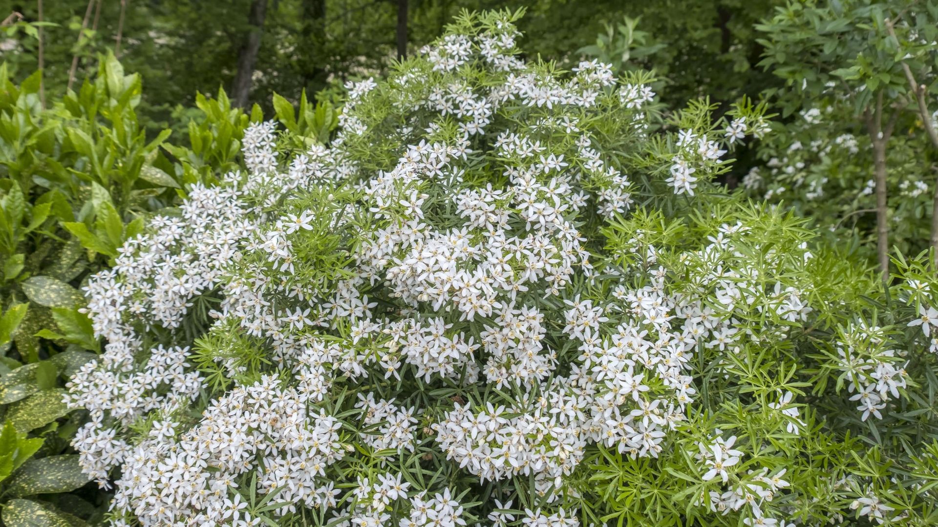 6 arbustes à feuillage persistant indispensables au jardin - RTBF Actus