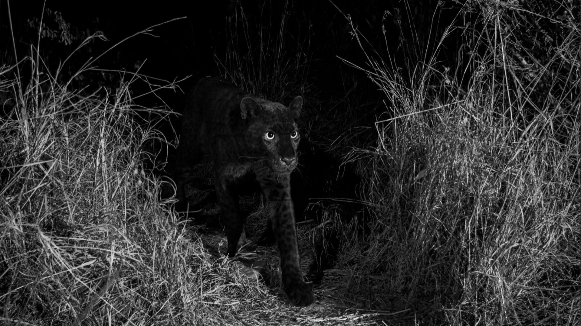 Premières photos d'une panthère noire en Afrique depuis 1909 - RTBF Actus