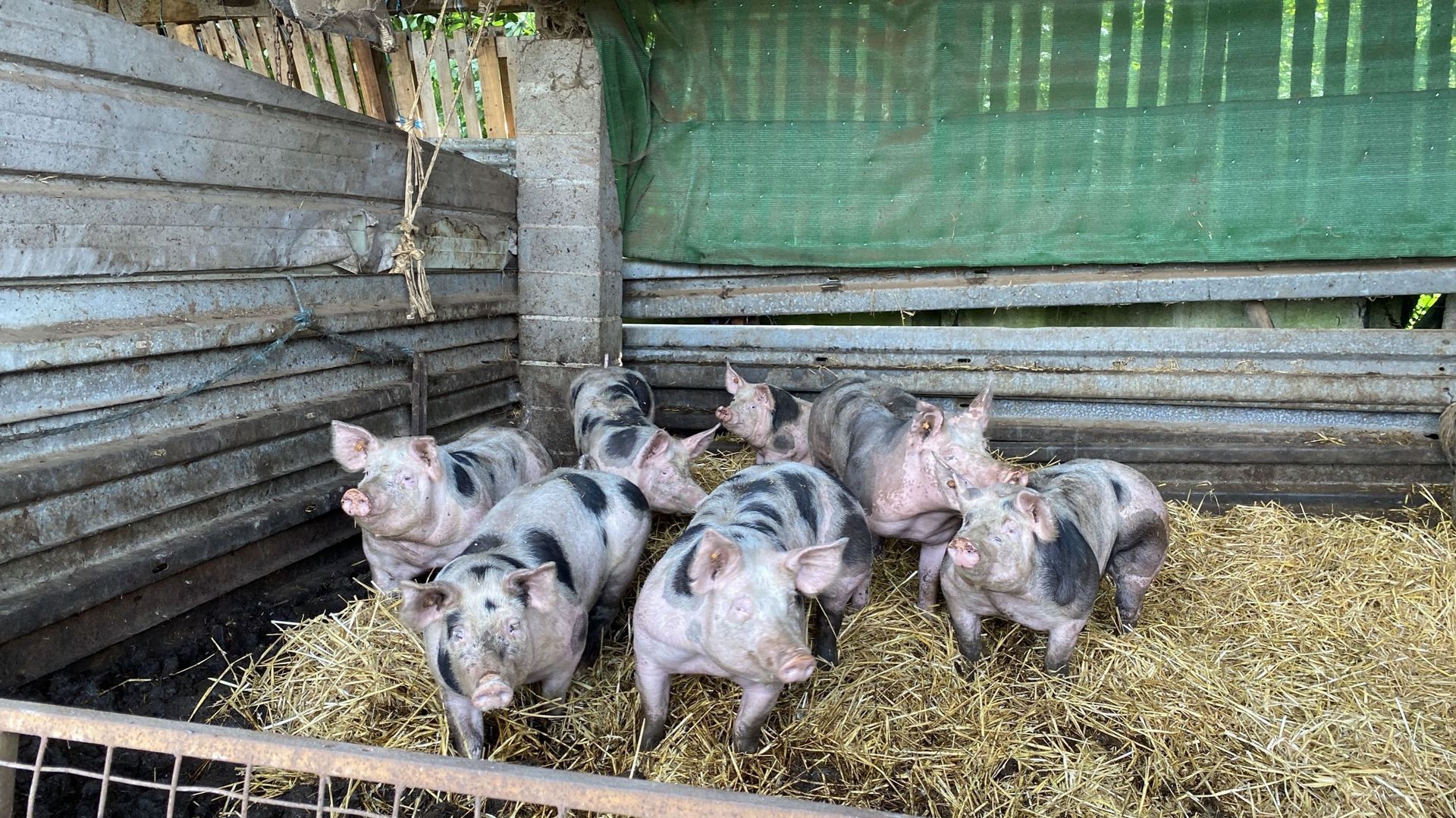 Le porc Piétrain célébré ce week-end à Jodoigne, alors que le secteur n ...