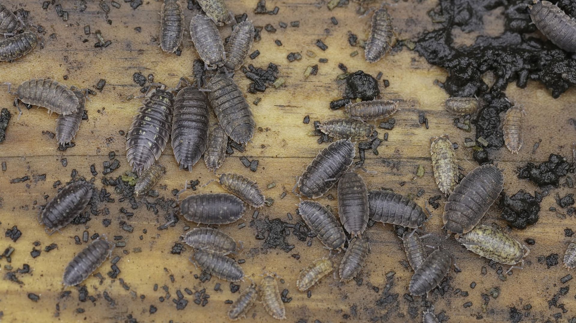 Le cloporte au jardin : ami ou ennemi ? - RTBF Actus