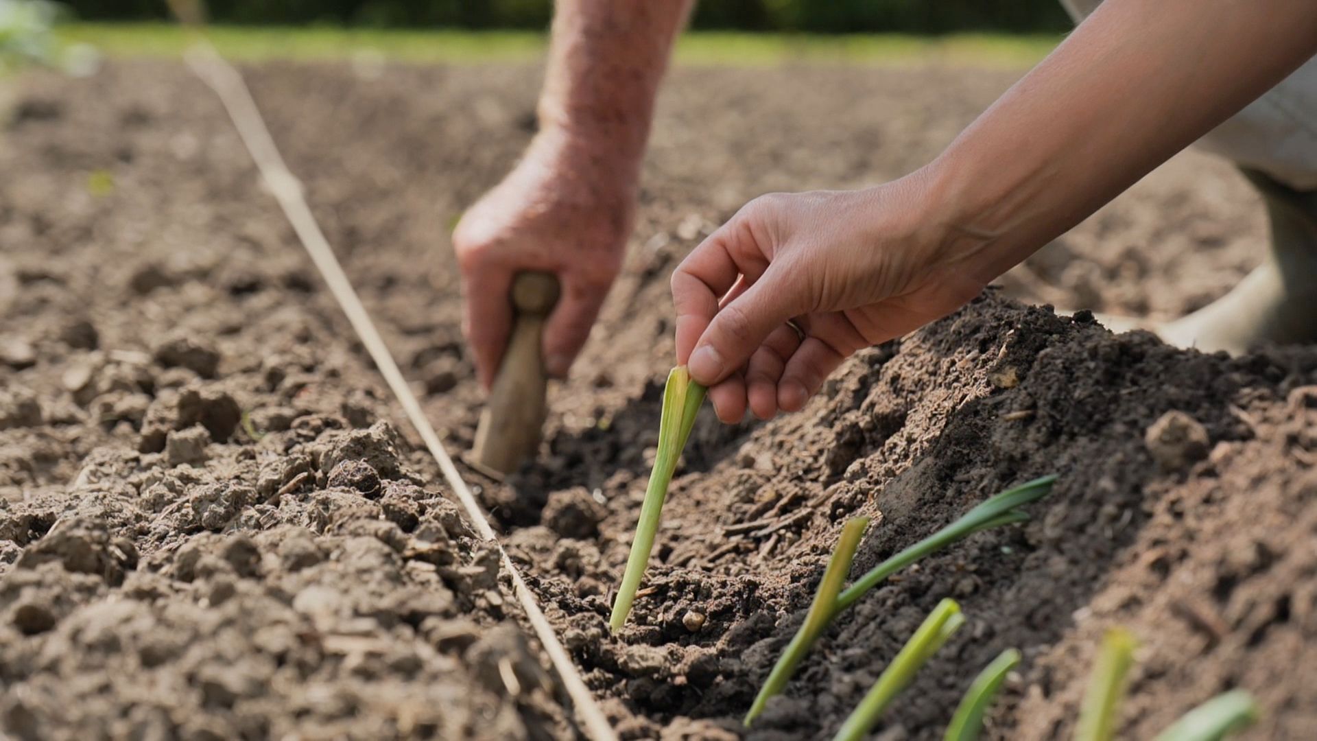 Comment cultiver des chicons à la maison ? - RTBF Actus