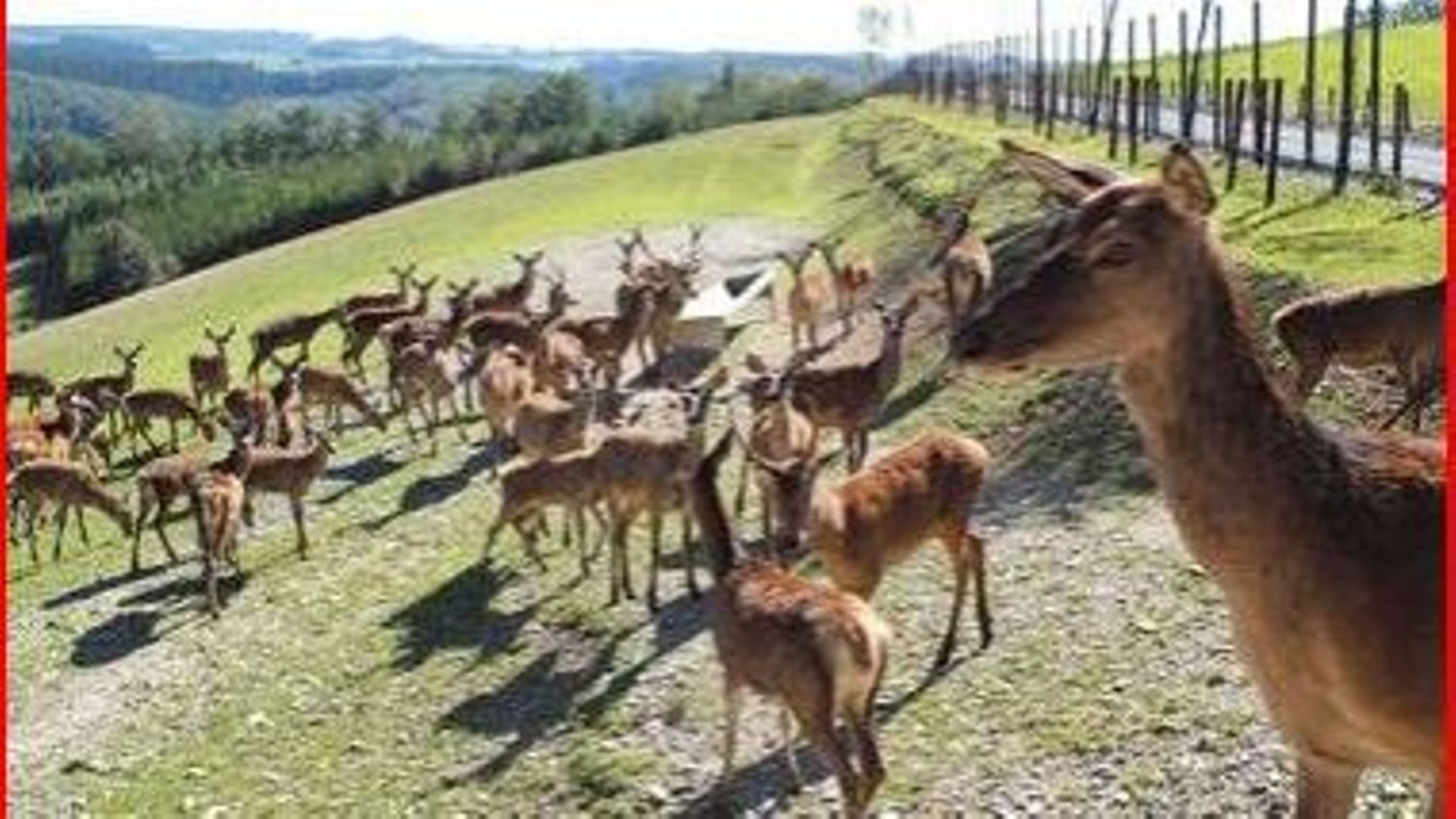 Agri-musée et parc animalier, une journée festive à Rochehaut - RTBF Actus