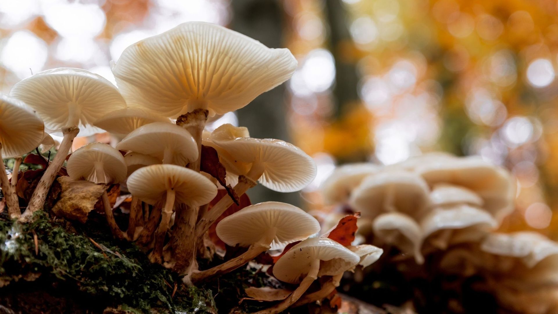 Les champignons, essentiels pour la biodiversité, à la recherche de ...