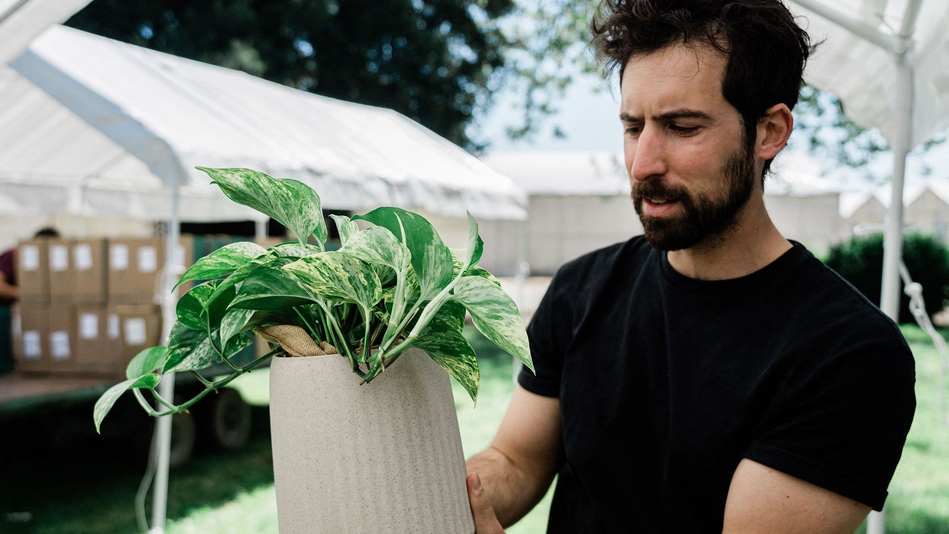 Une plante biotechnologique 30 fois plus efficace pour purifier l'air ...