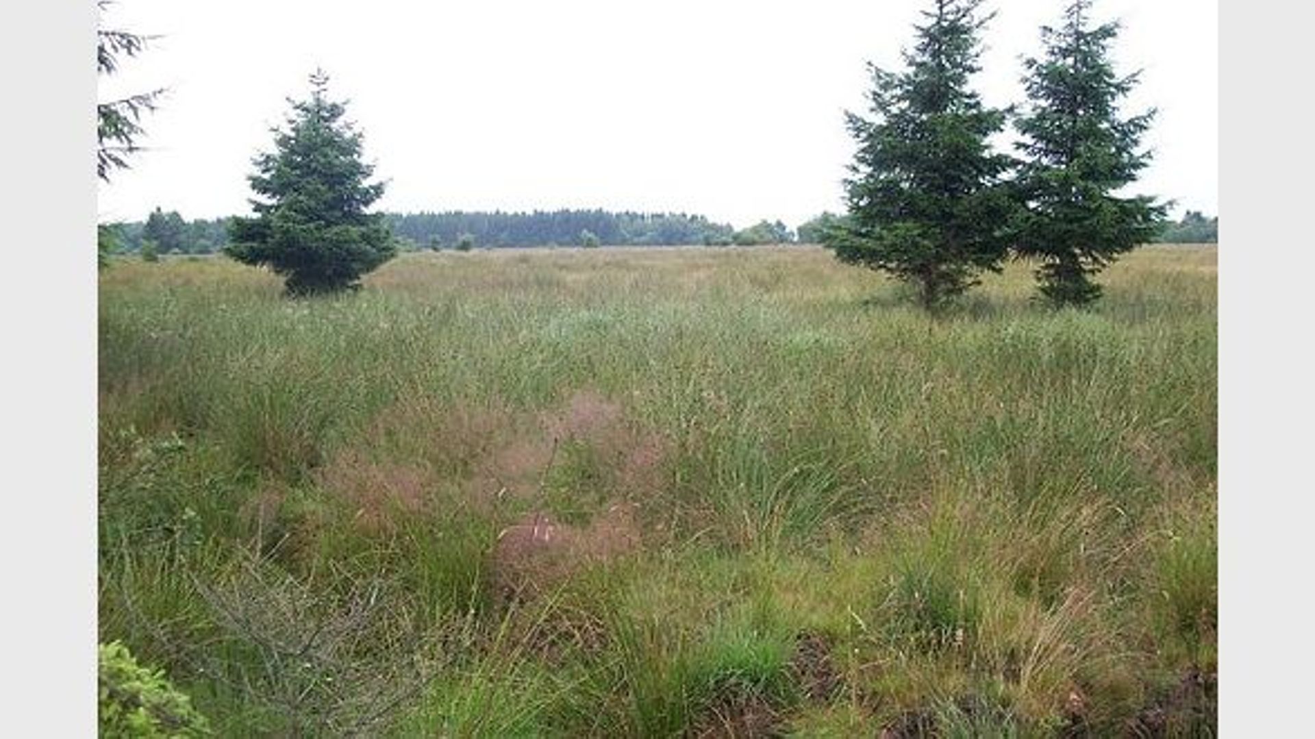 Des pelleteuses envahissent la Haute Fagne - RTBF Actus