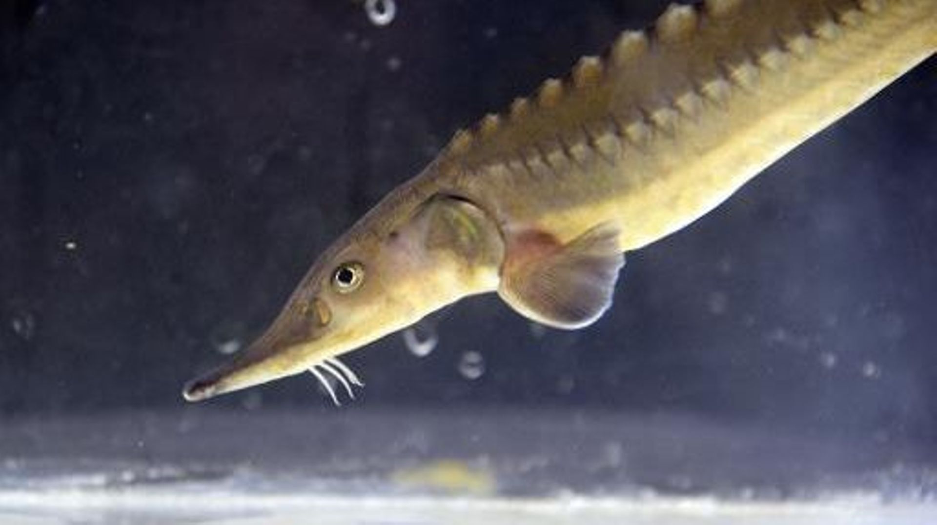 Le WWF lâche 5000 esturgeons dans le Danube, en Bulgarie - rtbf.be