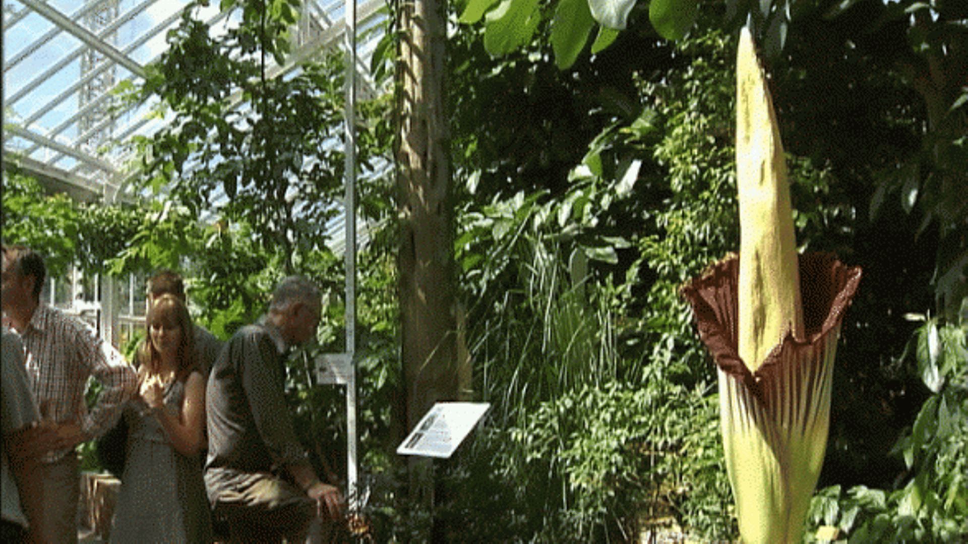 Suivez en direct la floraison de l'arum géant de l'université de Gand ...