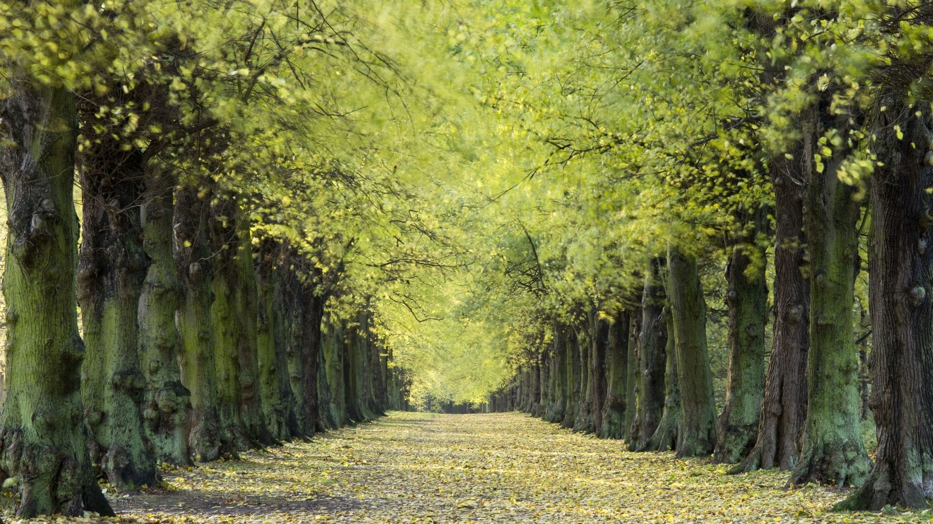 L’orme anglais, un arbre à faire renaître dans les jardins et les parcs - RTBF Actus