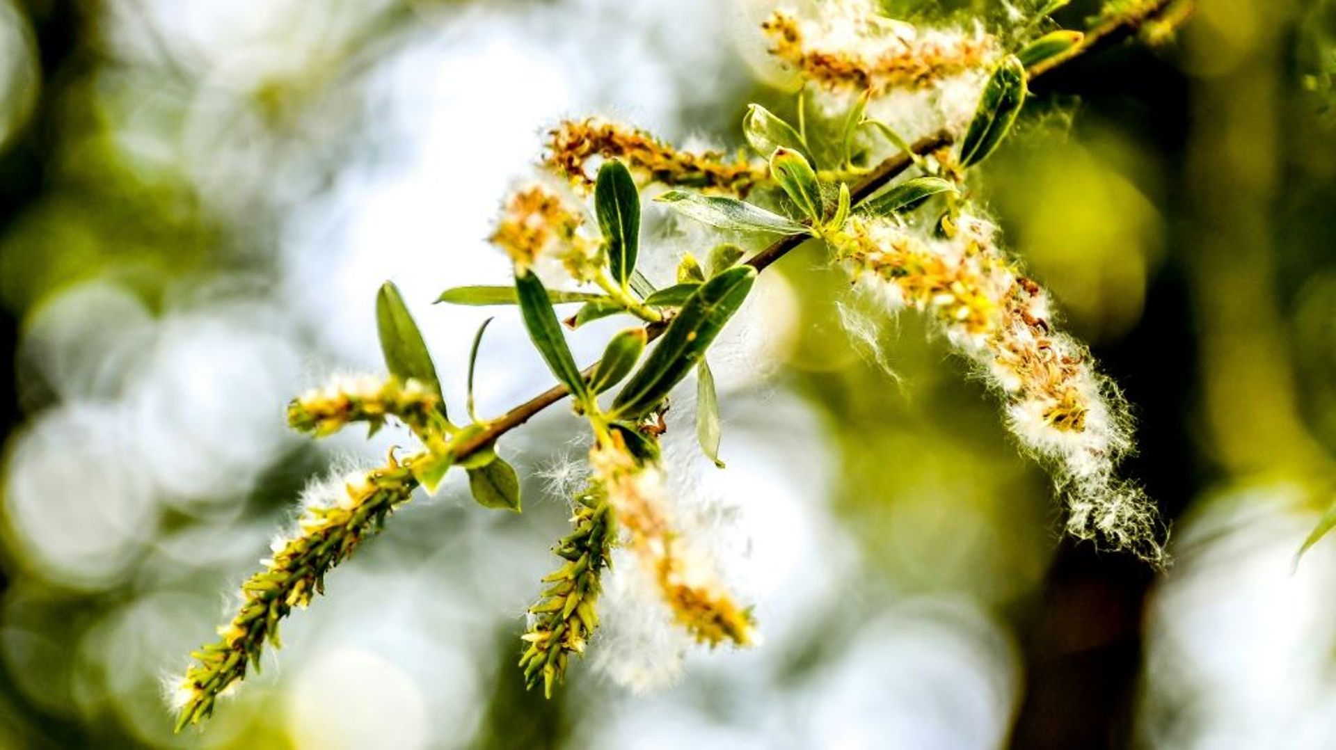 Davantage de pollens avec le réchauffement climatique et ...