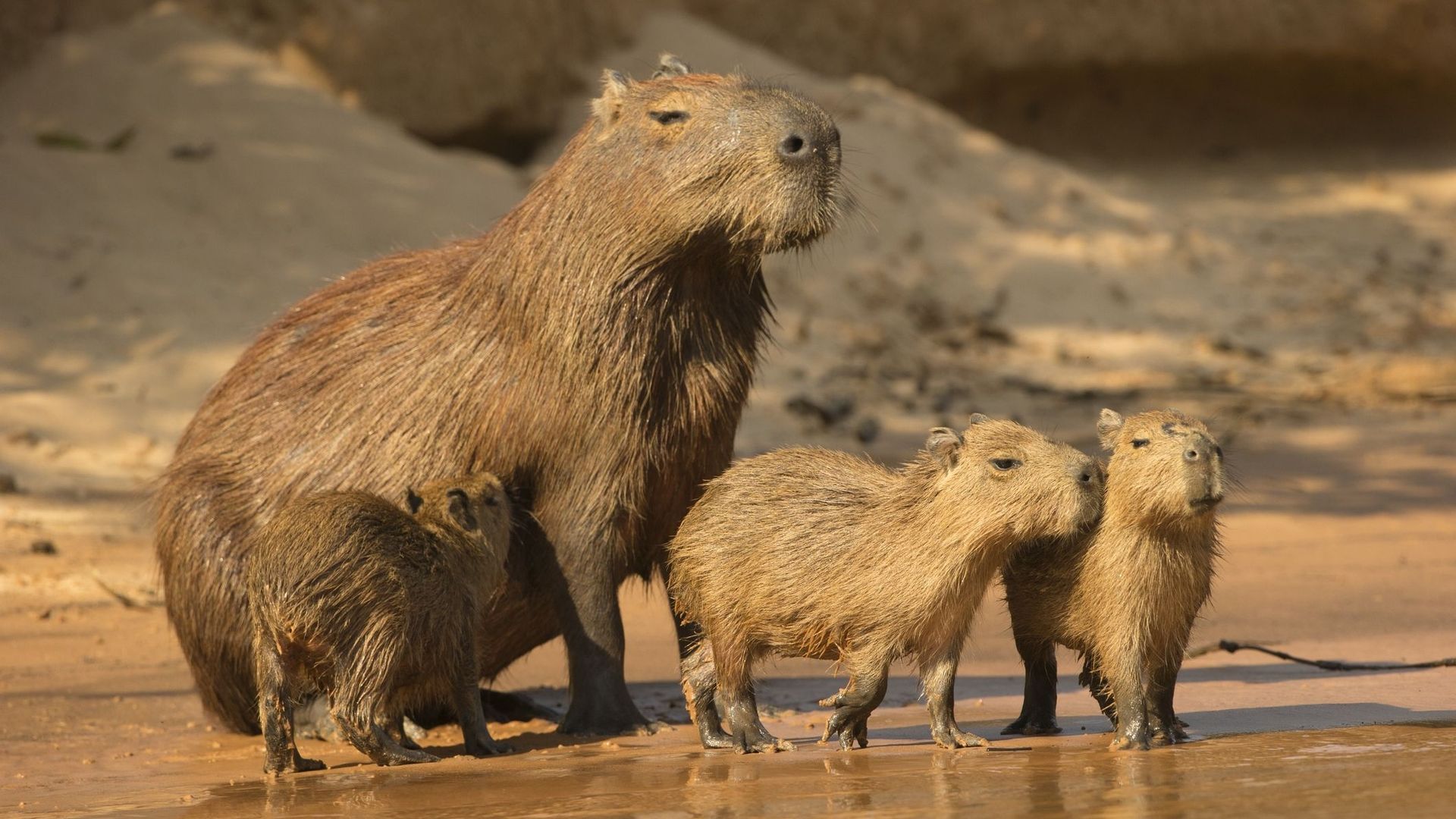 Capybara : c’est quoi cet animal qu’on voit partout sur internet ...