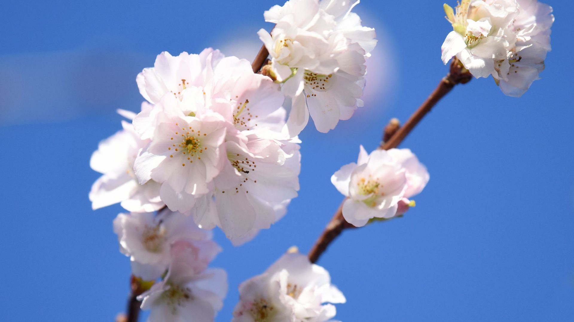 Washington: pas de neige cette année mais des cerisiers en fleurs ...