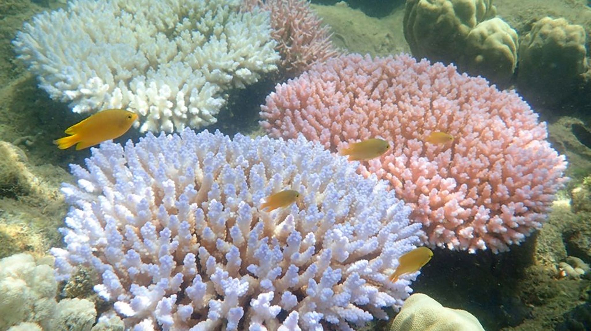 Sixième vie de la Grande Barrière de corail en 30.000 ans - RTBF Actus