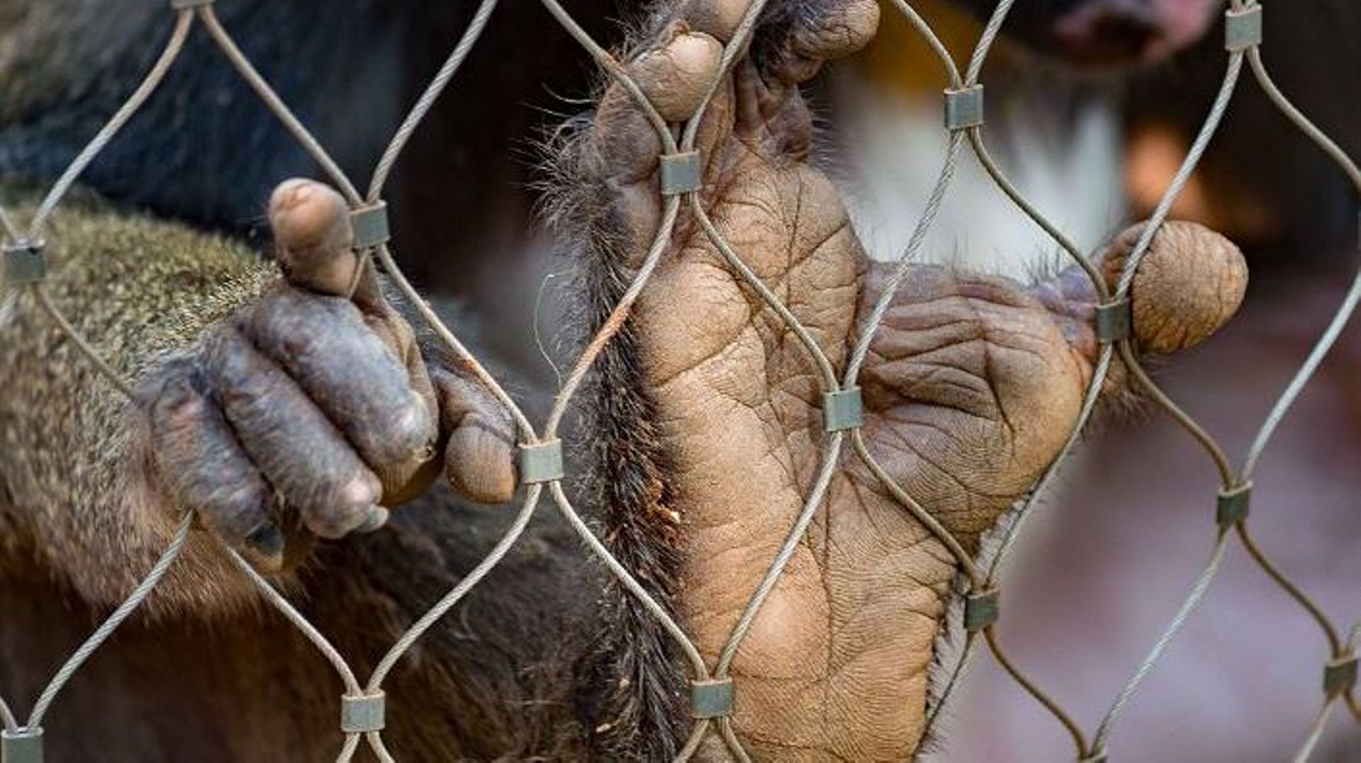 Les parcs et les zoos, une prison pour animaux ? - RTBF Actus