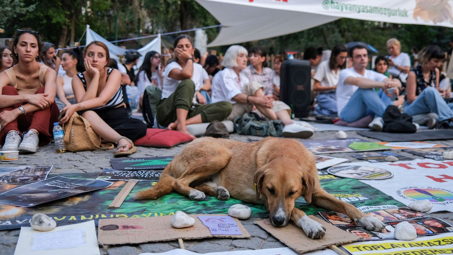 'Massacre des chiens errants': les défenseurs des animaux en Turquie ne ...