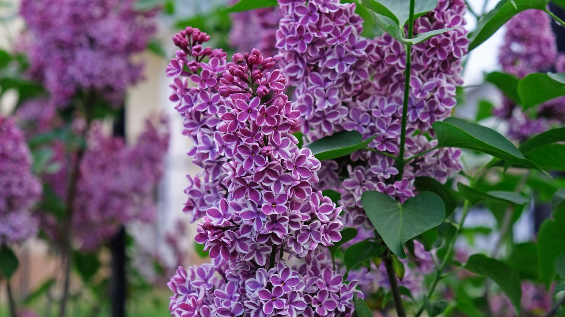 Le printemps est là, c’est la saison des lilas : une touche florale à ...