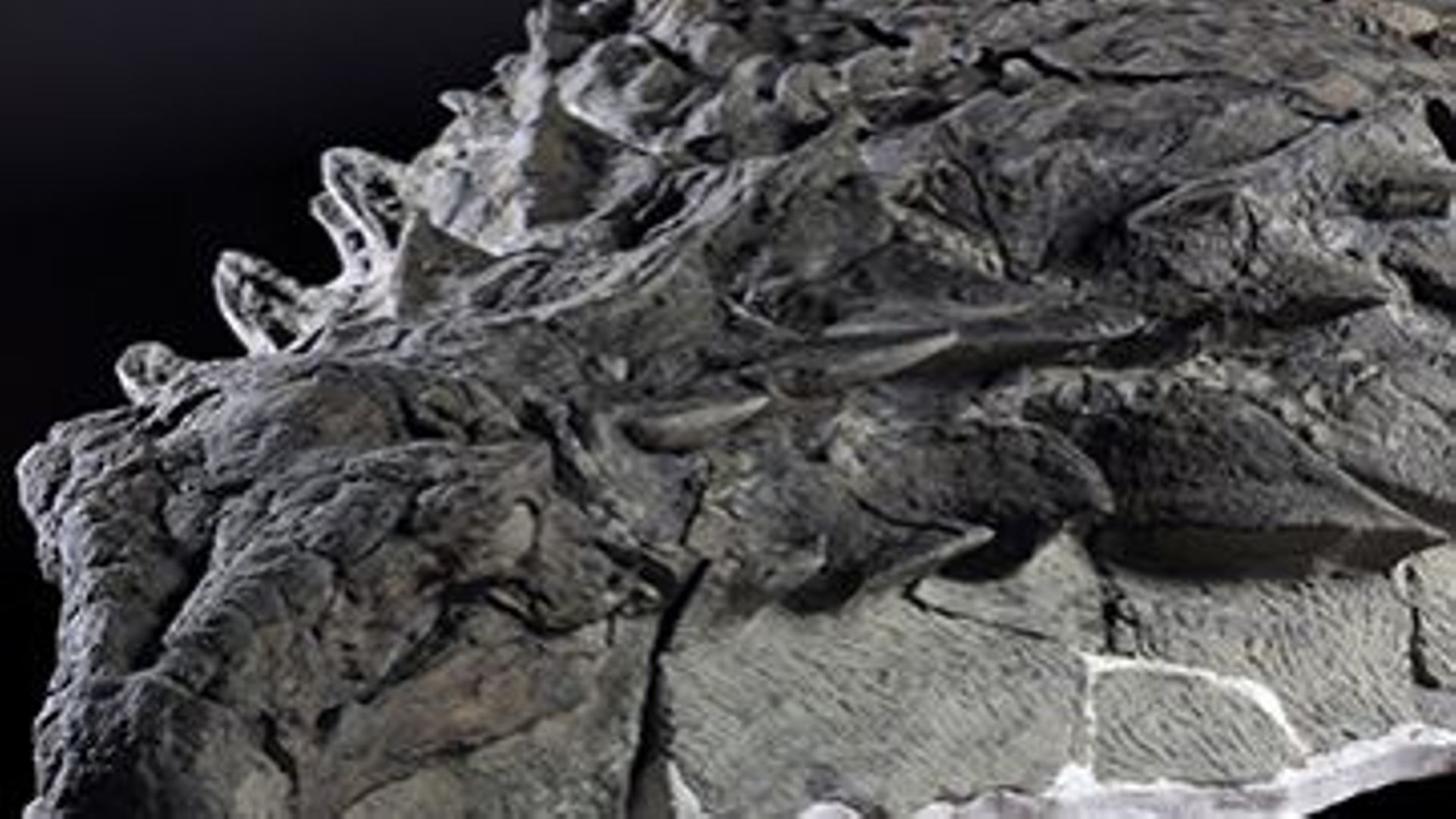 Un nouveau dinosaure, très bien préservé, décrit en détail - RTBF Actus