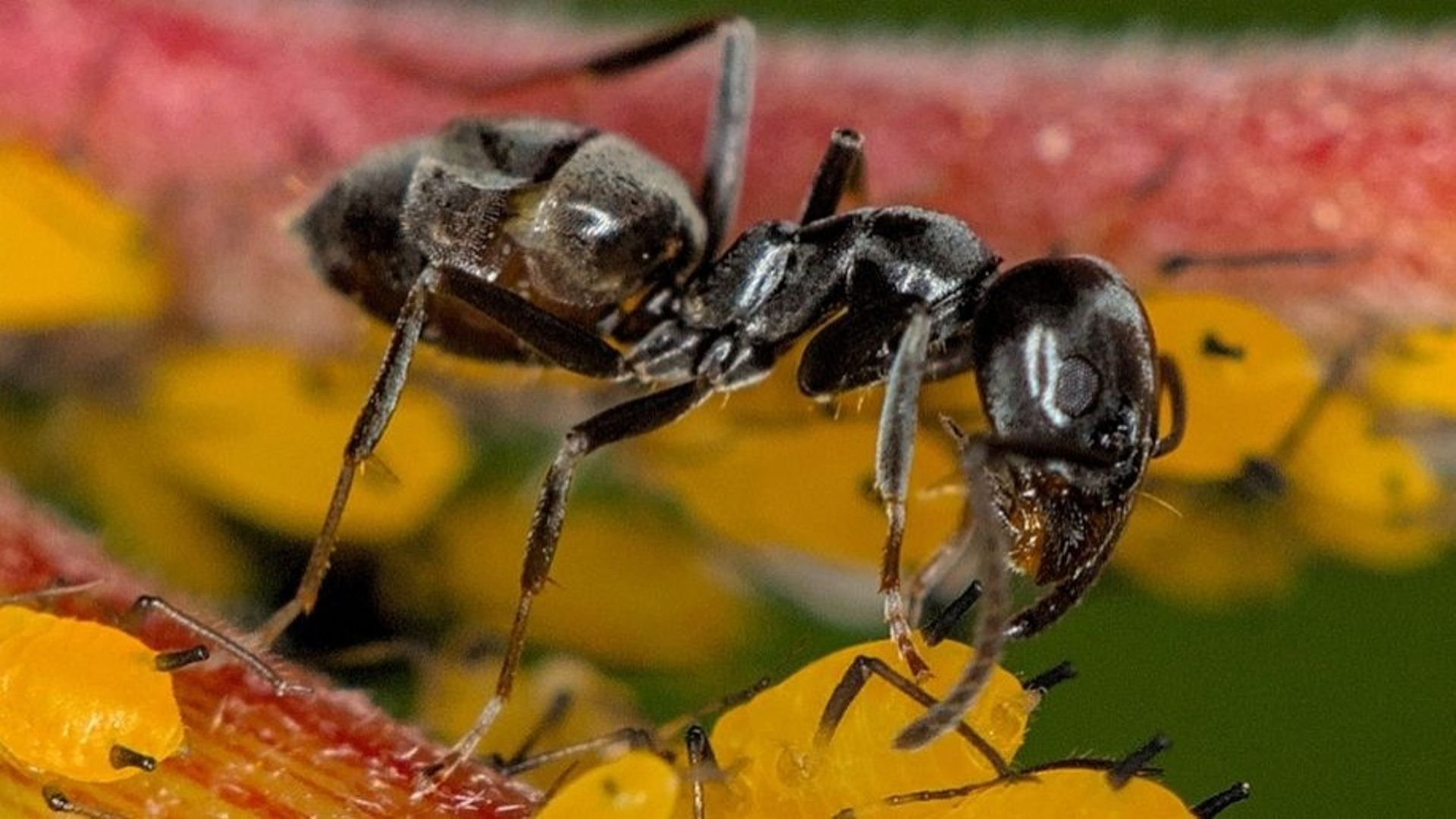 New invasive ant species Tapinoma magnum spreads across Europe | News ...