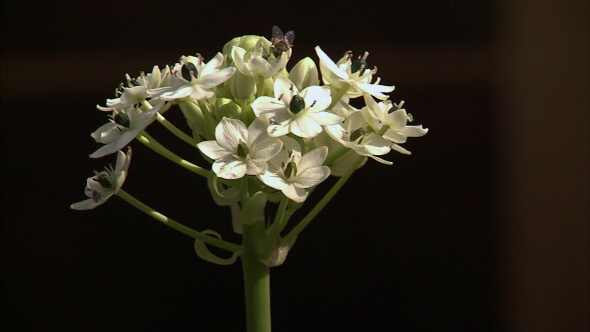 Zoom sur l'Ornithogalum saundersiae - RTBF Actus