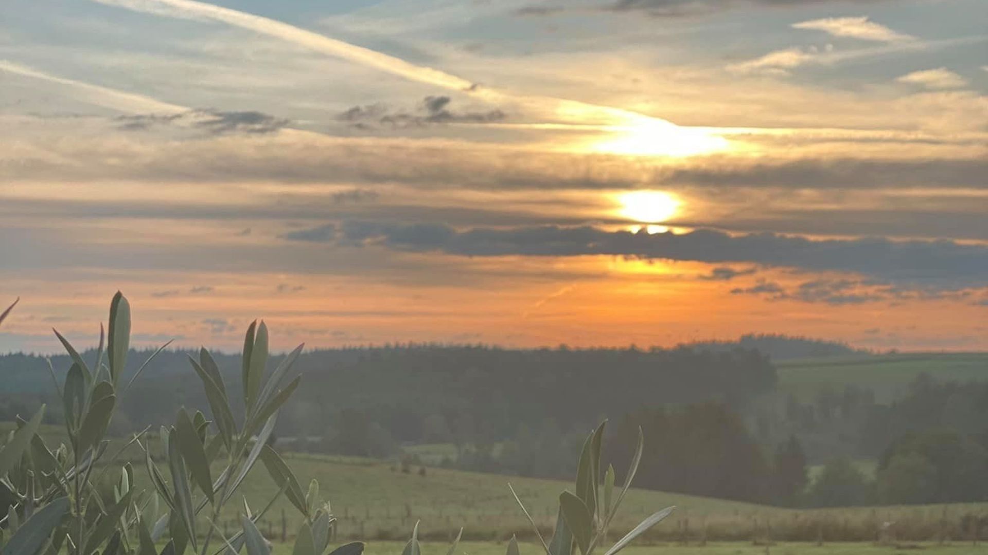 Un loup a été aperçu du côté de Mettet - RTBF Actus