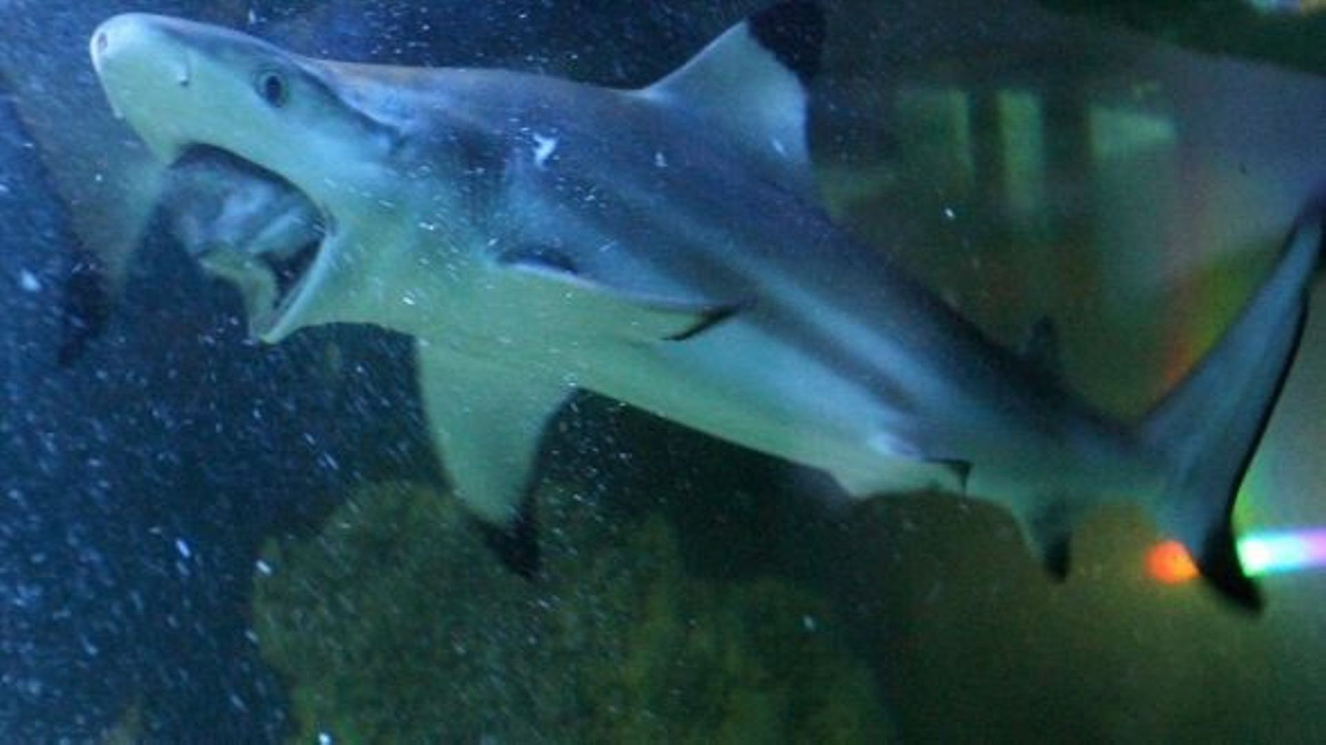 Un requin pèlerin de 8m de long pêché près d'Athènes - RTBF Actus