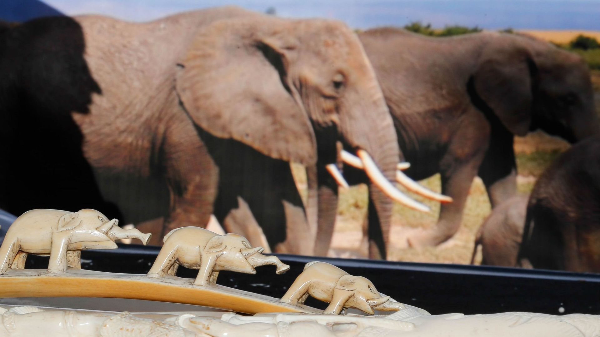 Kenya: une famille de 11 éléphants massacrée par des braconniers - RTBF ...