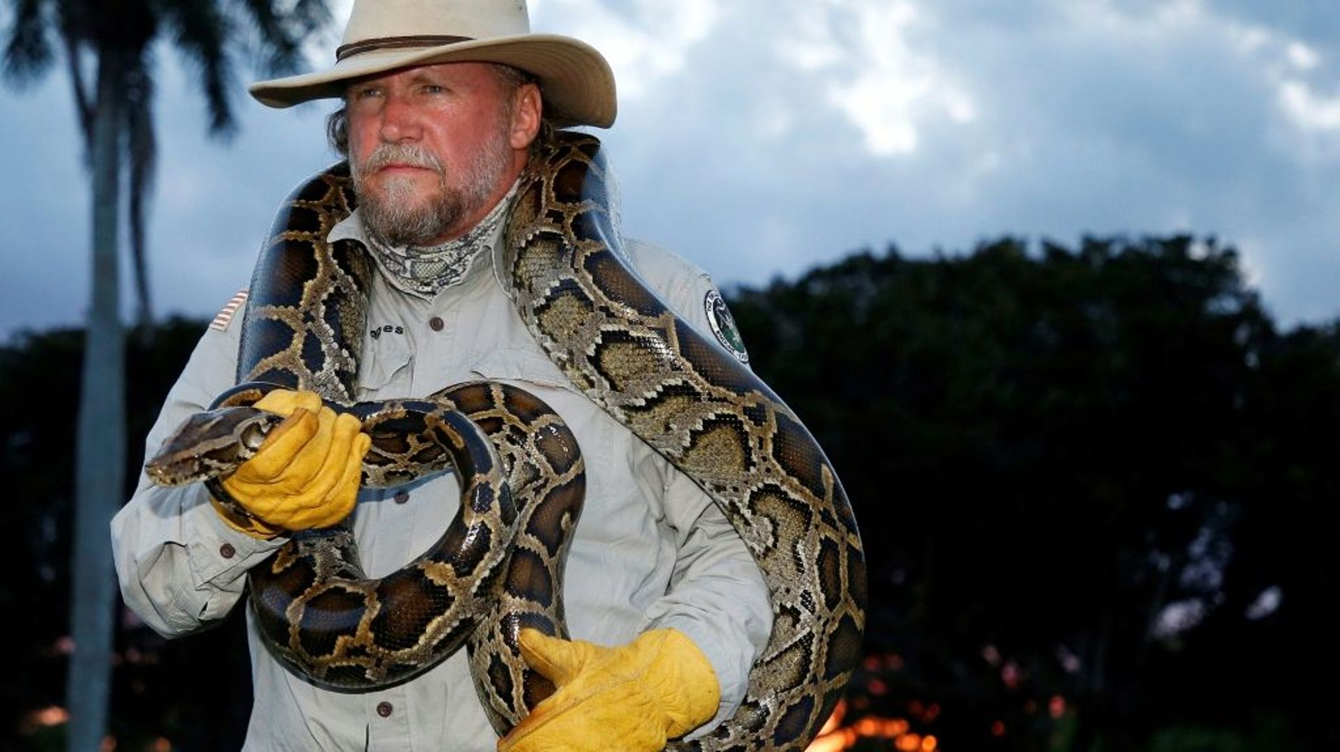 Ces patrouilles qui traquent les pythons la nuit en Floride - rtbf.be