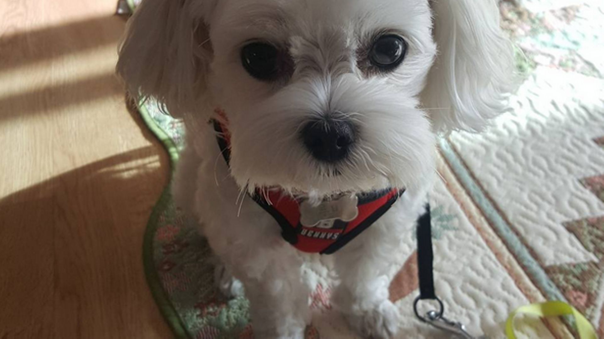 Dogs of Instagram : ruby