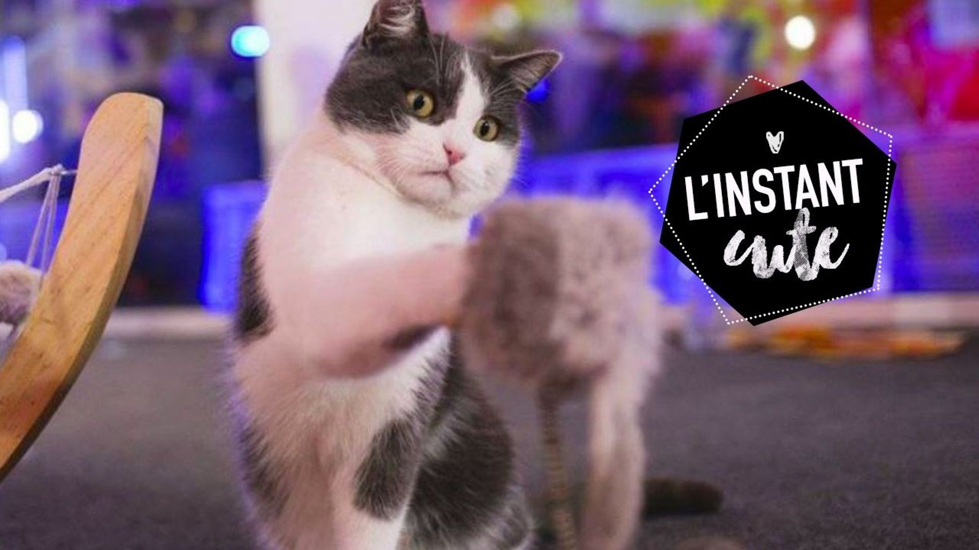L'instant cute : Cuby, le chat de Viva For Life - RTBF Actus