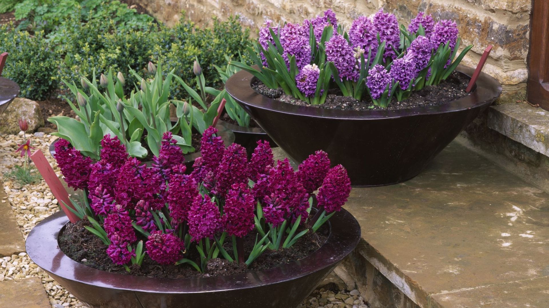 Comment planter les jacinthes en pleine terre et en pot ? - RTBF Actus