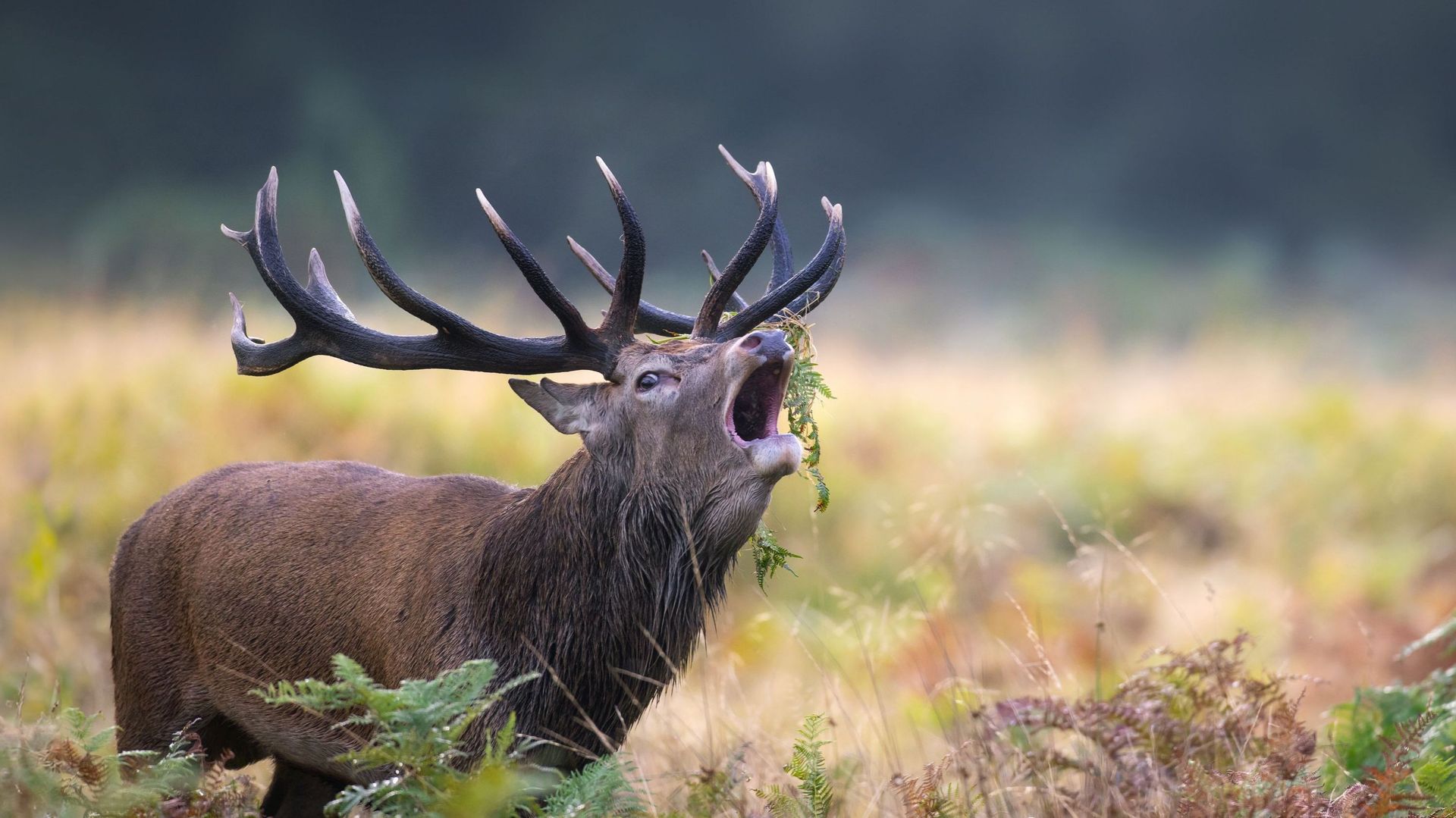 Automne : le brame du cerf, cri d’amour au cœur des forêts - RTBF Actus