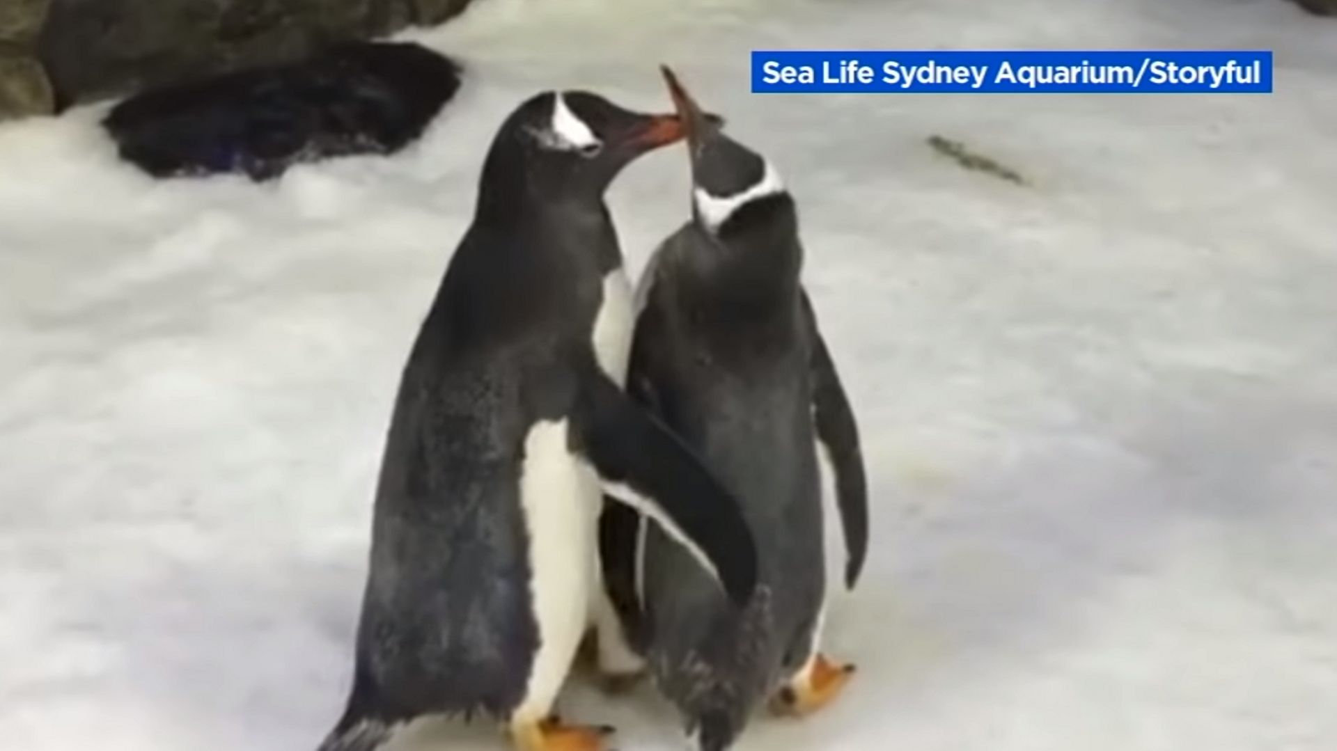 Un couple de pingouins mâles fait naître un bébé pingouin - RTBF Actus