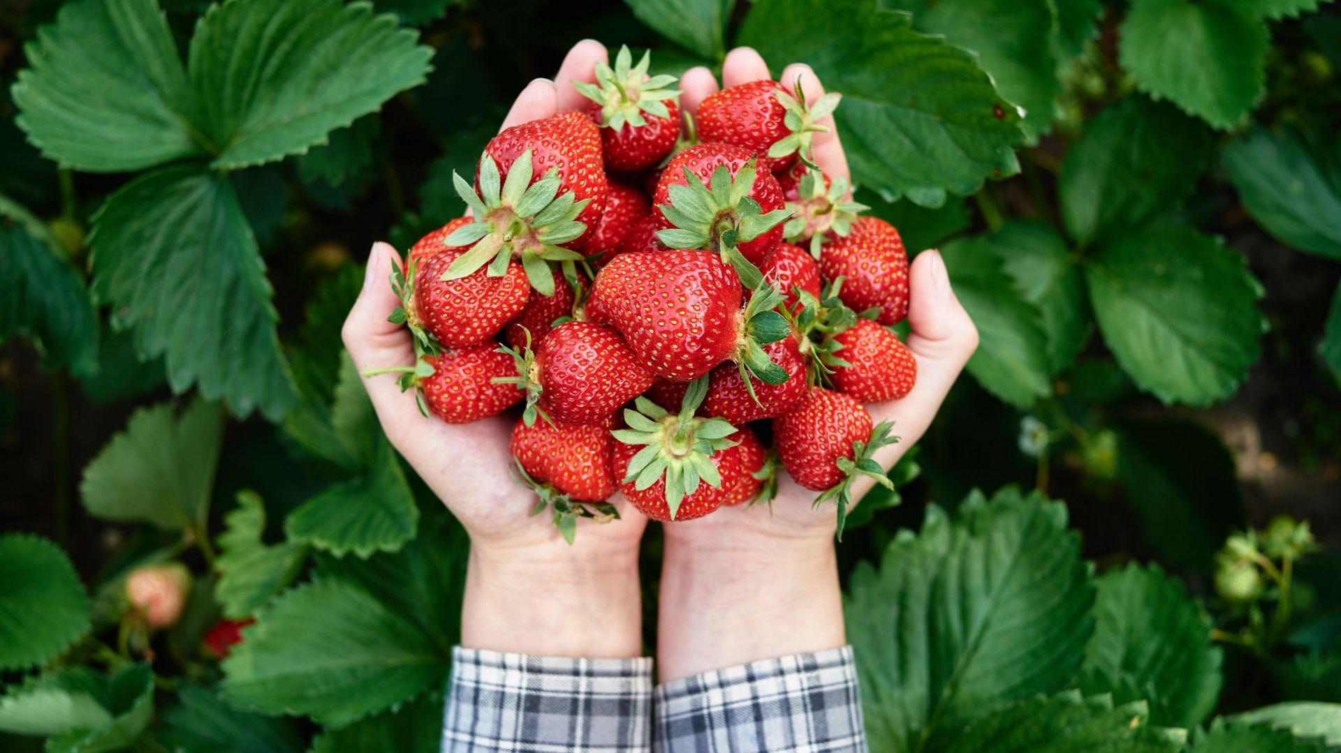 Où trouver des producteurs de fraises en Wallonie ? (Carte interactive ...