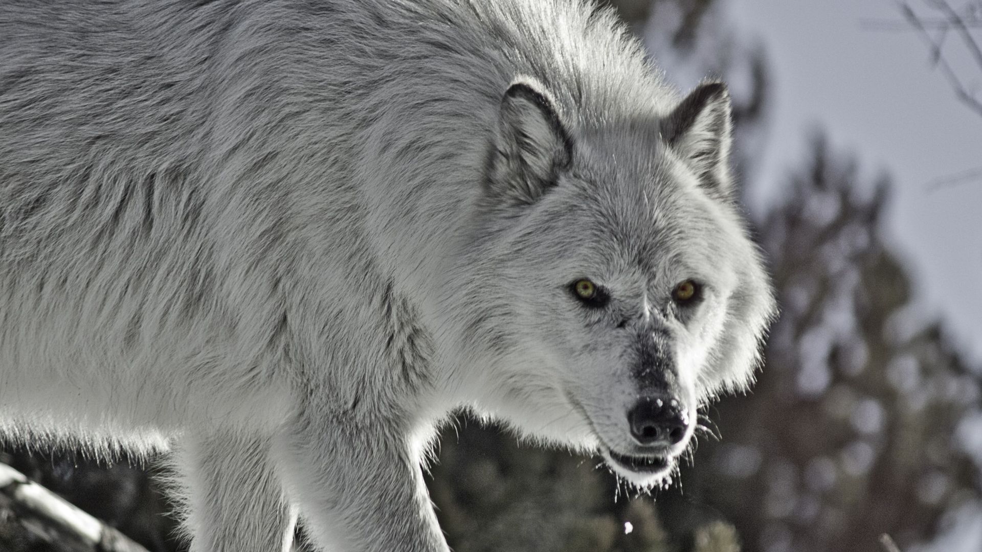 Des loups génétiquement recréés : quelles questions éthiques se posent ...