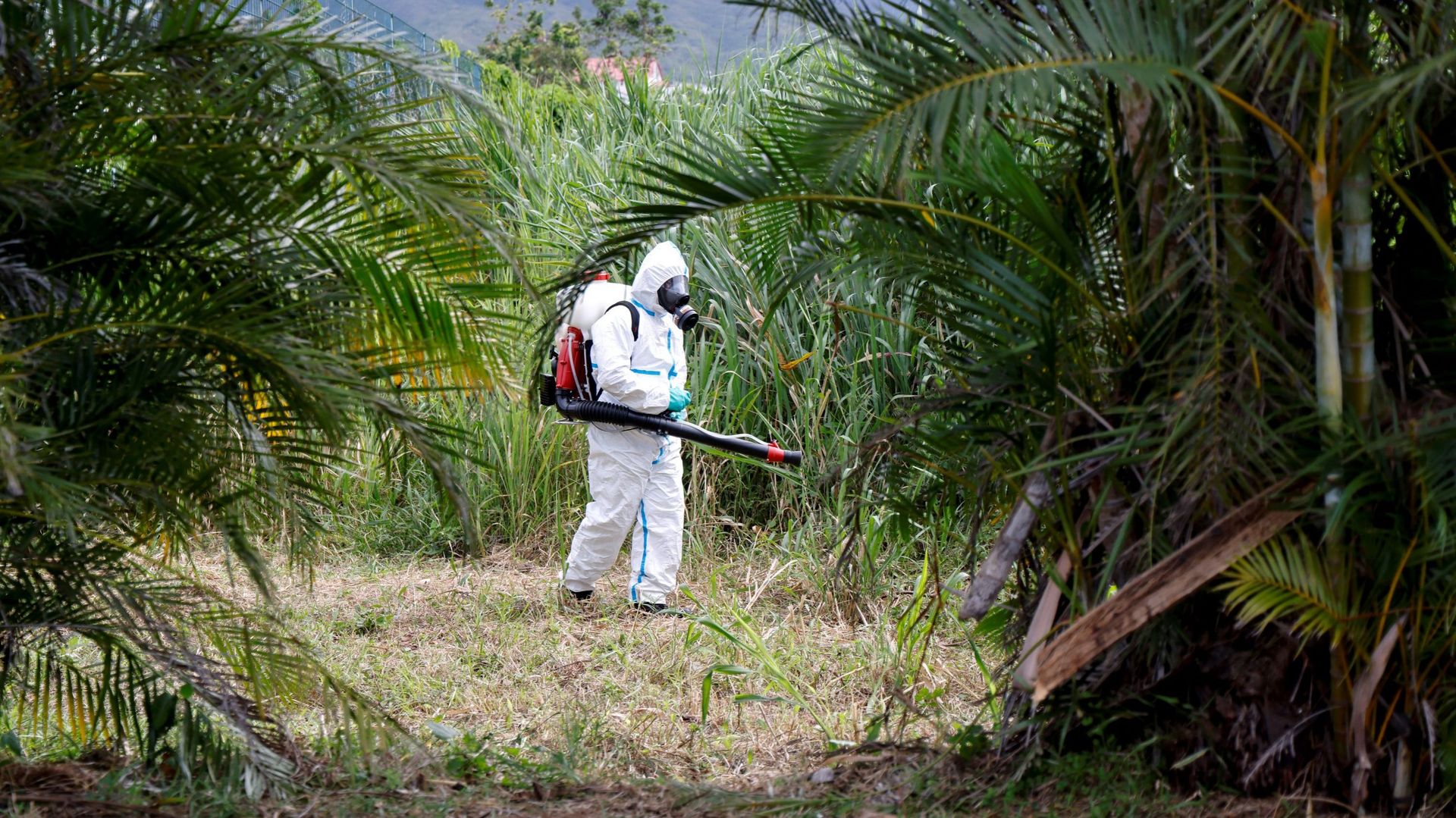 La Réunion : l’île face à une épidémie 'généralisée et majeure' de ...