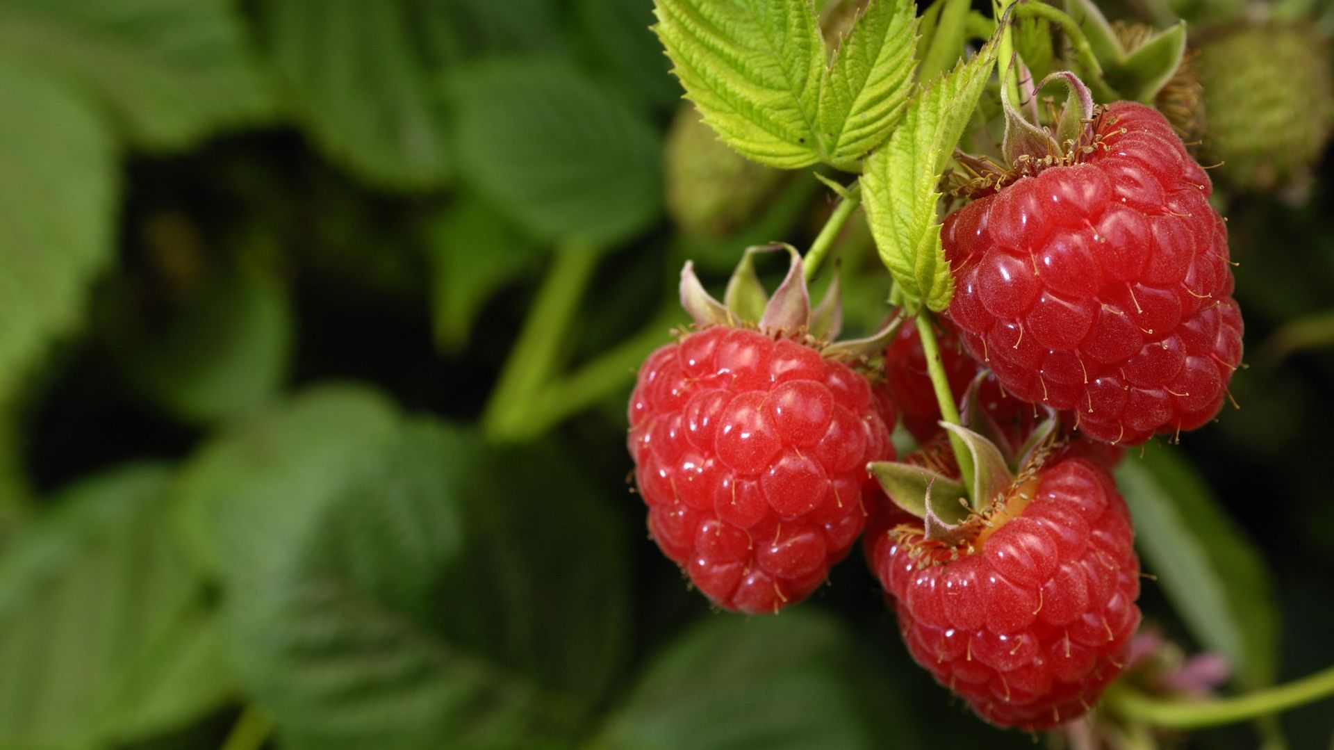 Ce fruit ressemble aux fraises des bois mais n’est pas comestible ...