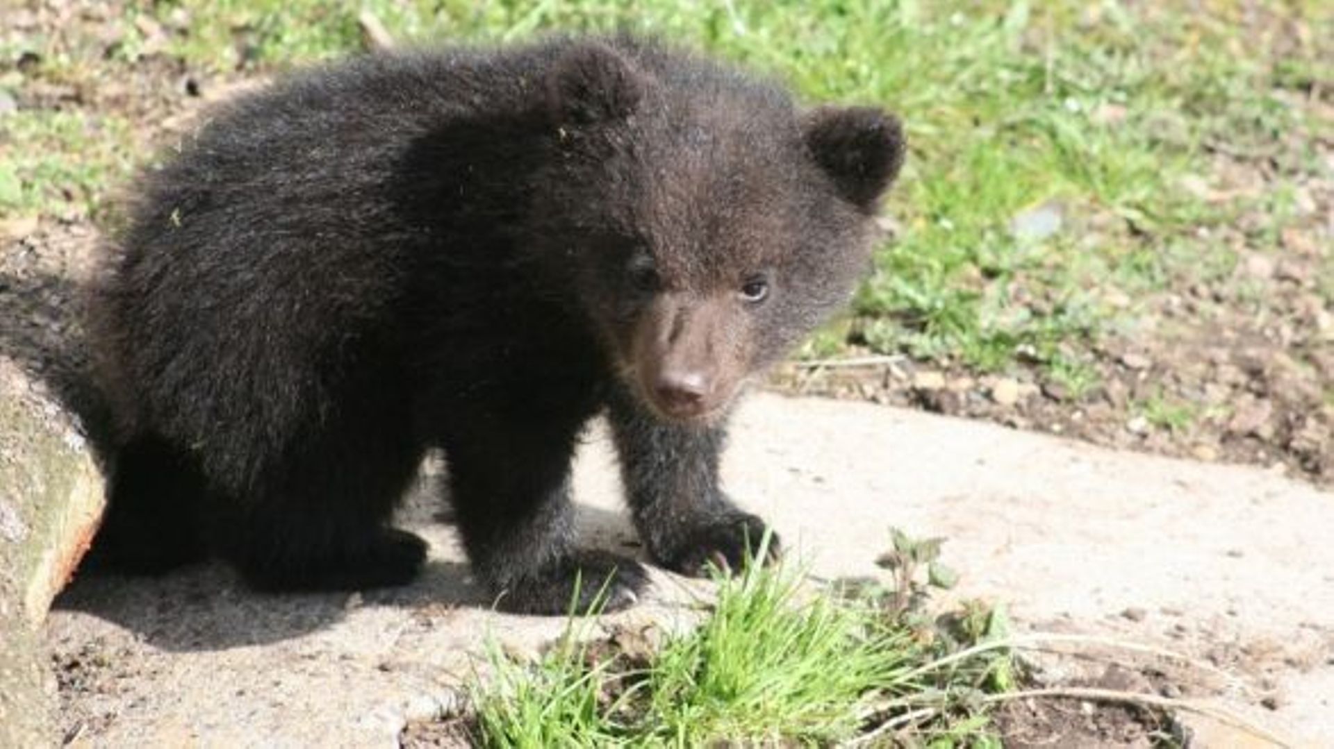 Les ours du parc Forestia vivront en semi-liberté dans un enclos plus ...